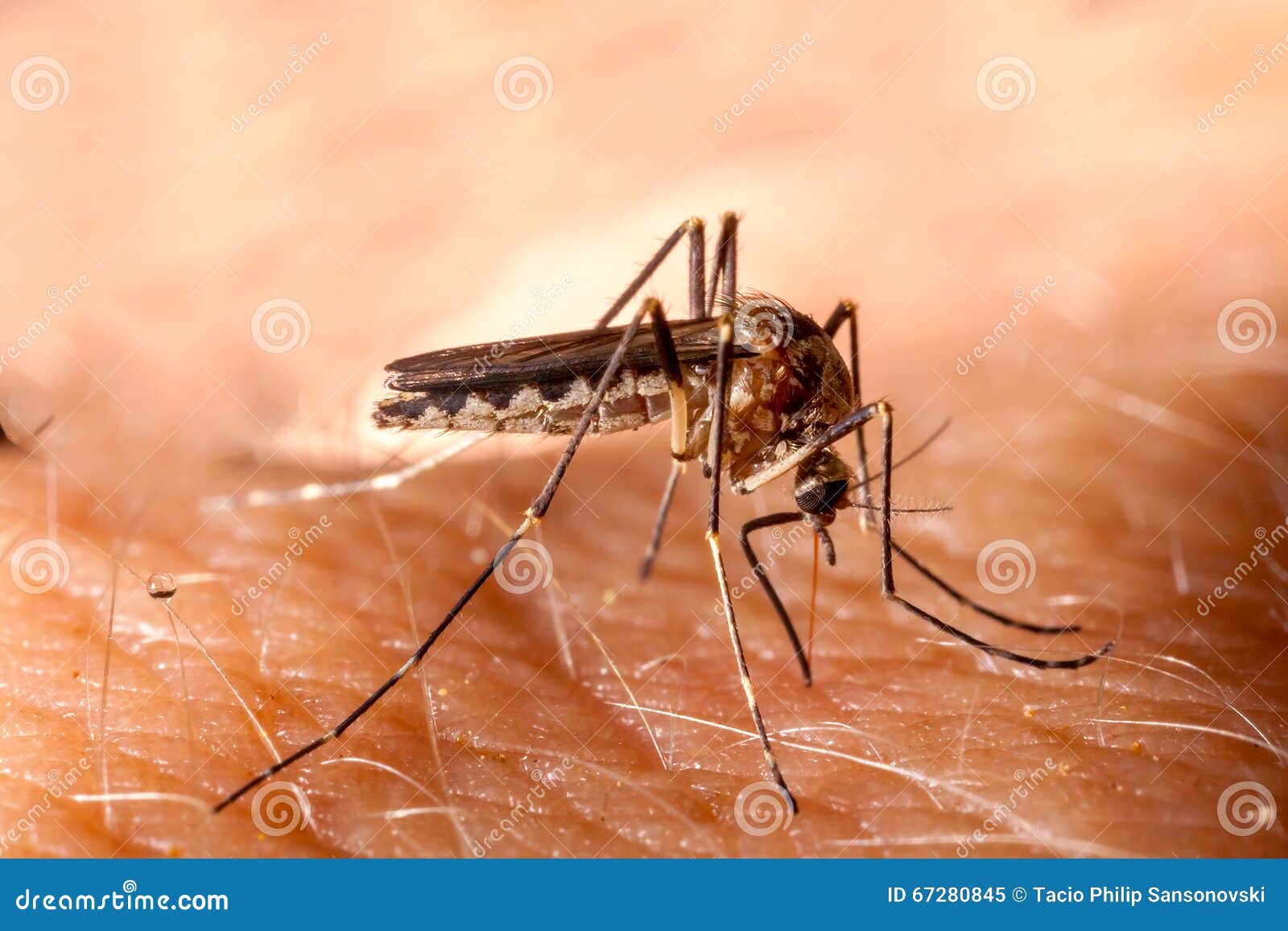 Mosquito biting human skin stock image. Image of skin - 67280845