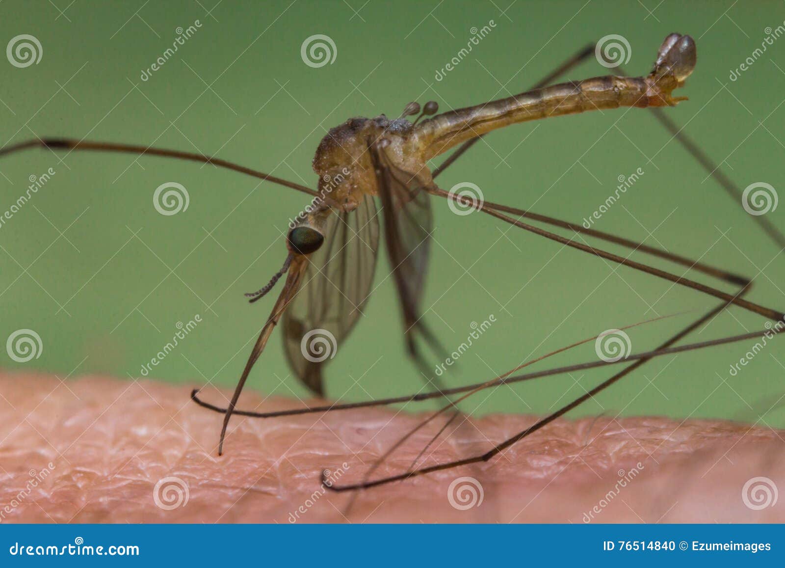 Mosquito Biting Skin stock photo. Image of eyes, mosquito - 76514840