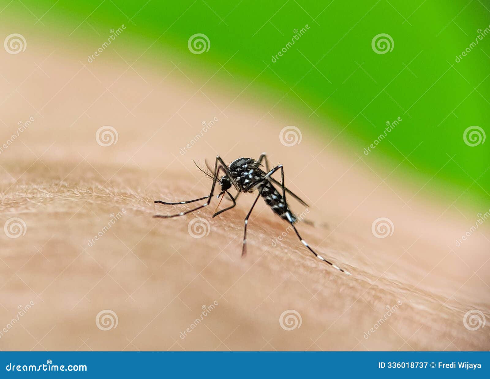 Mosquito Bitting on the Skin Stock Image - Image of blood, spider ...