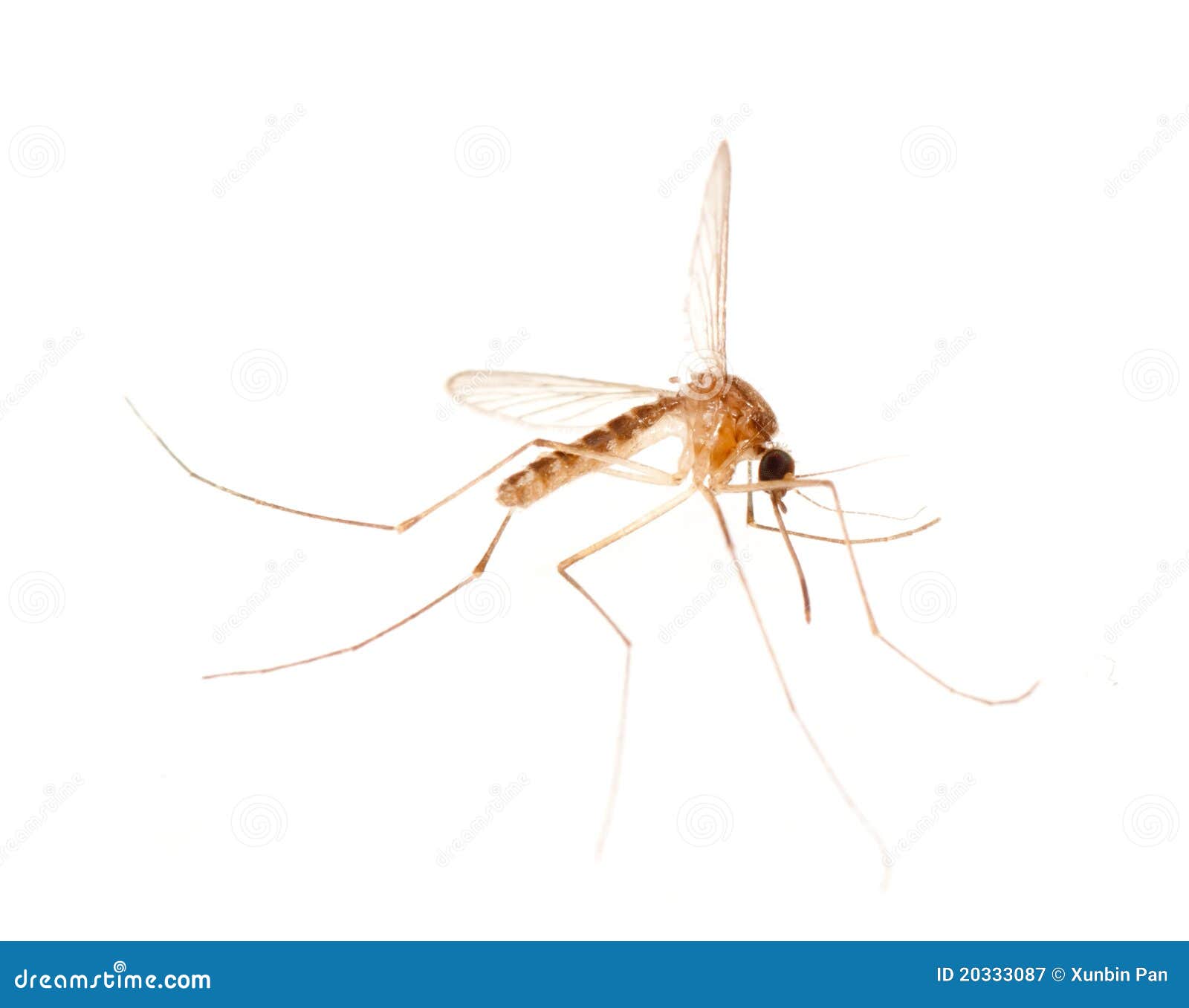 Mosquito bug stock image. Image of disease, danger, anopheles - 20333087