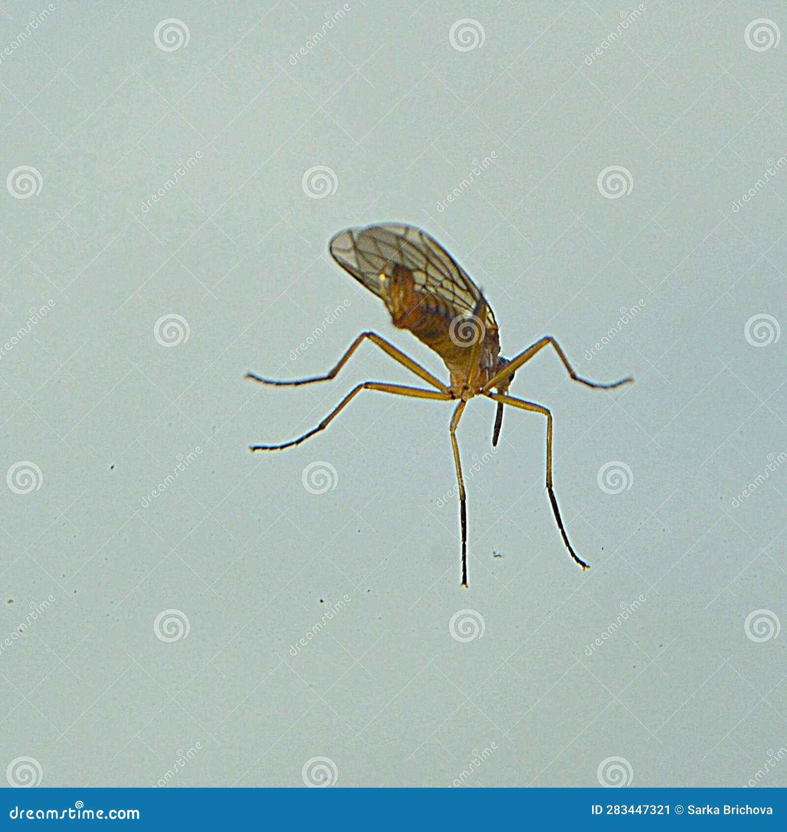 Mosquito on car windscreen stock image. Image of animal - 283447321