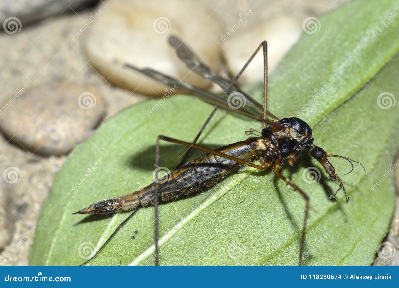 Centipede, Close Up Of Centipede Creep Slowly On The Ground, Closeup Of ...