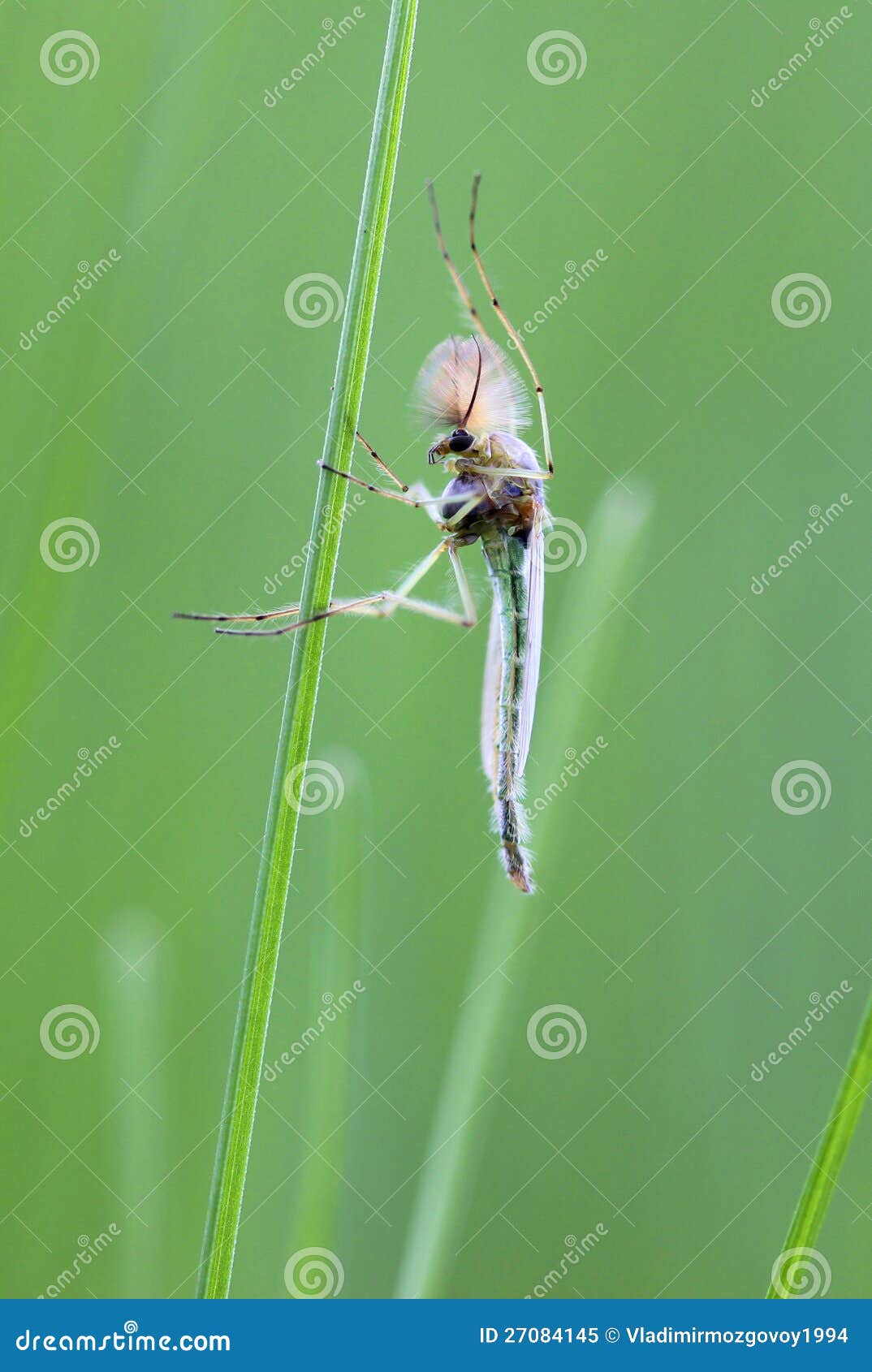 Chironomidae Mosquito Larvae Red Lake Flies Royalty-Free Stock ...