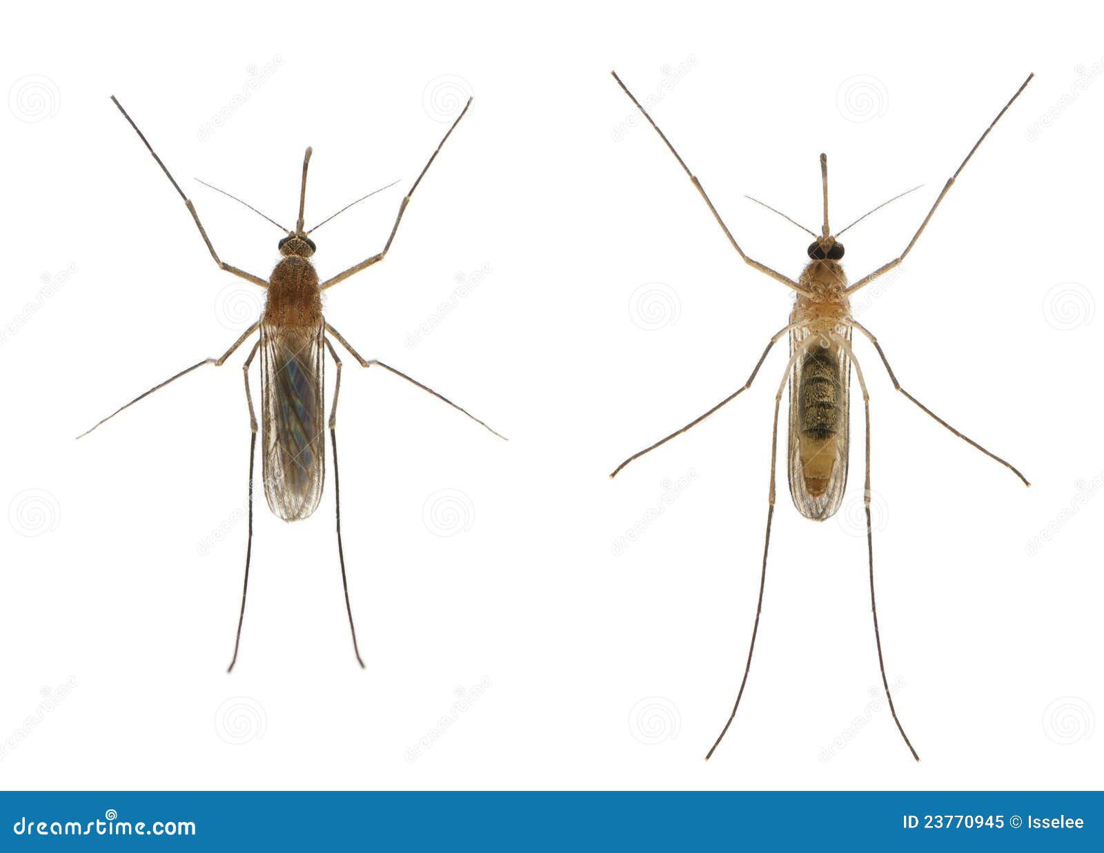 Mosquito Comum Da Casa - Pipiens Do Mosquito Imagem de Stock - Imagem ...