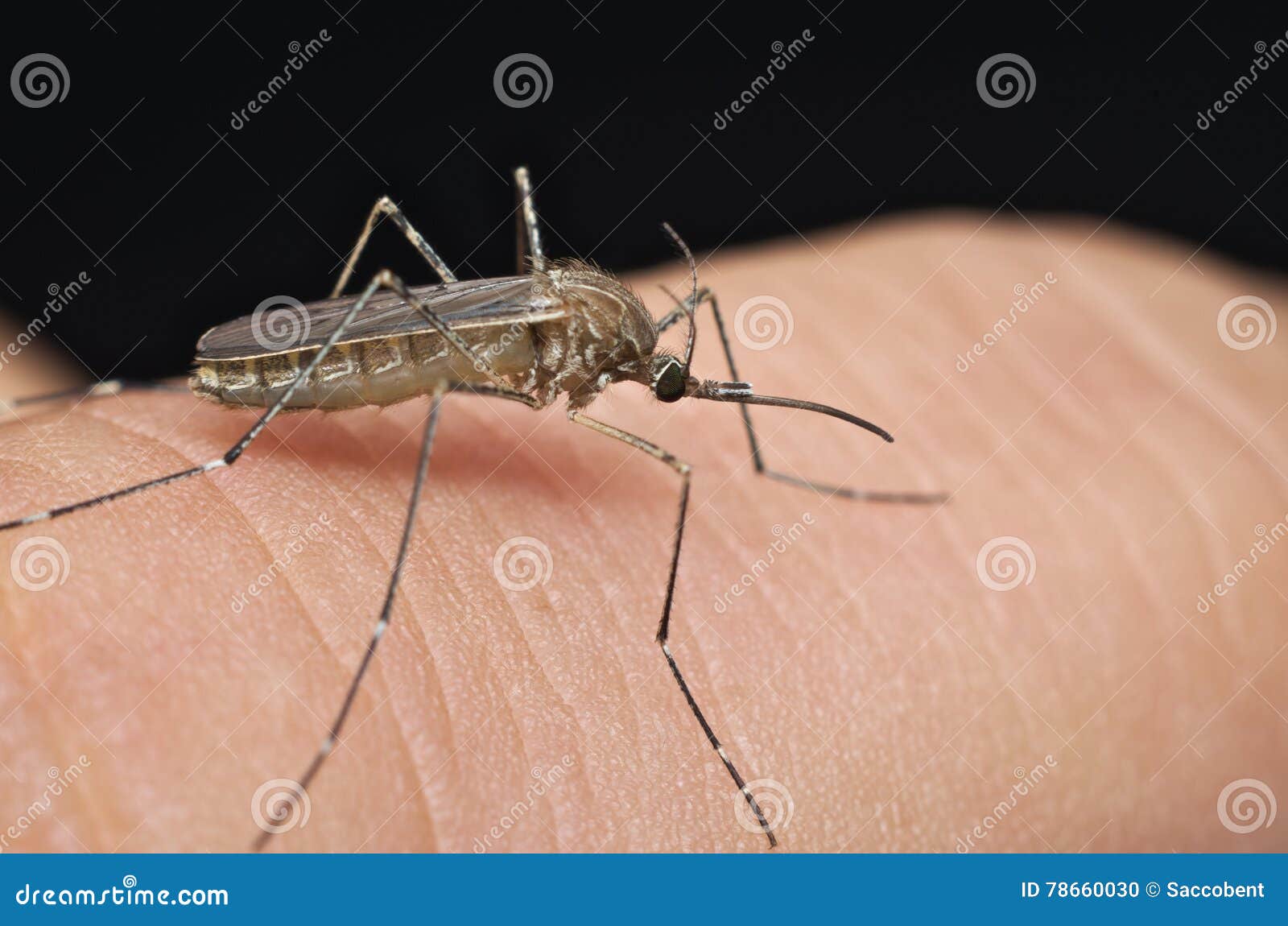 Mosquito Comum Da Casa & X28; Pipiens& X29 Do Mosquito; Foto de Stock ...