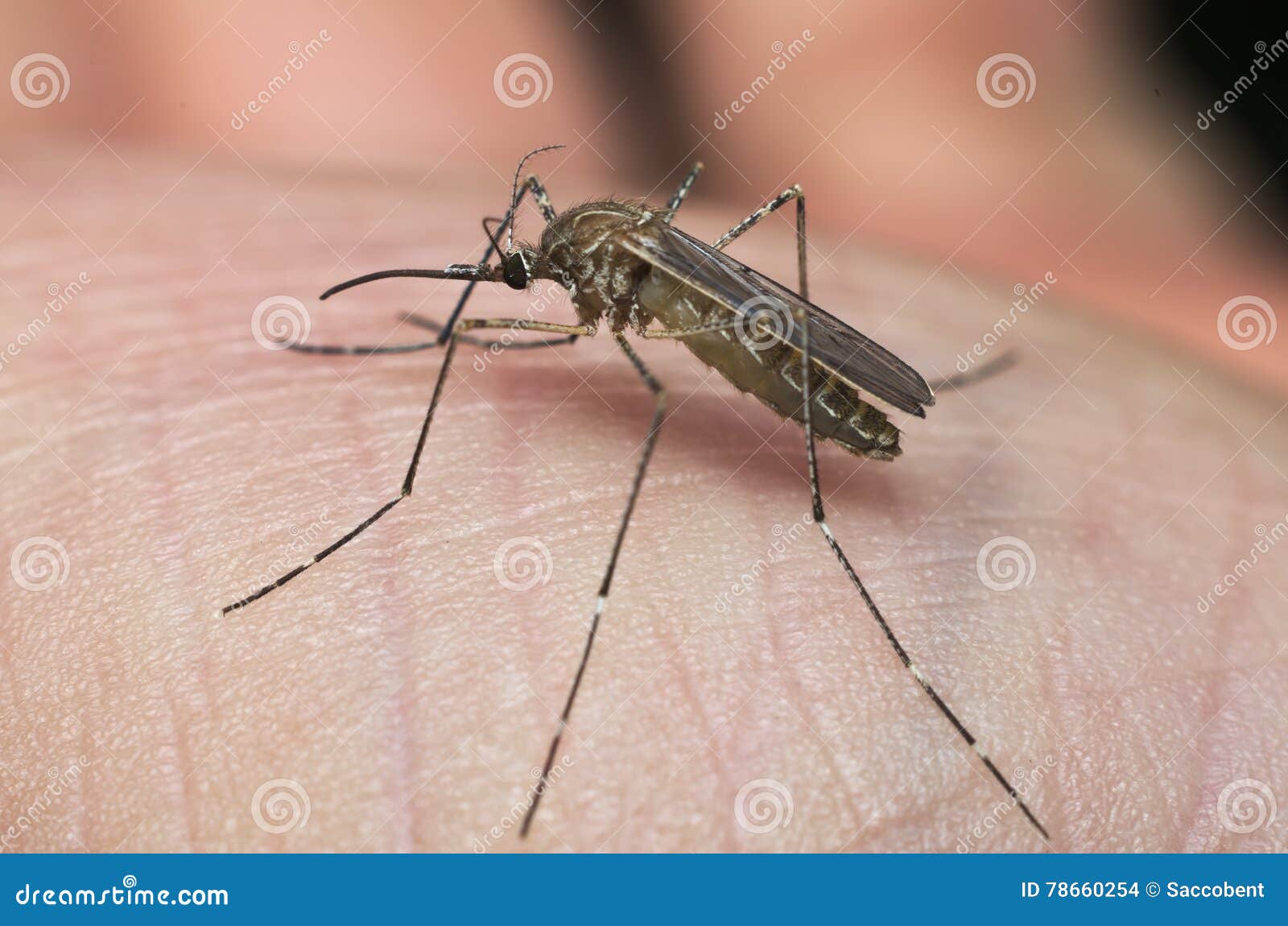 Mosquito Comum Da Casa & X28; Pipiens& X29 Do Mosquito; Foto de Stock ...