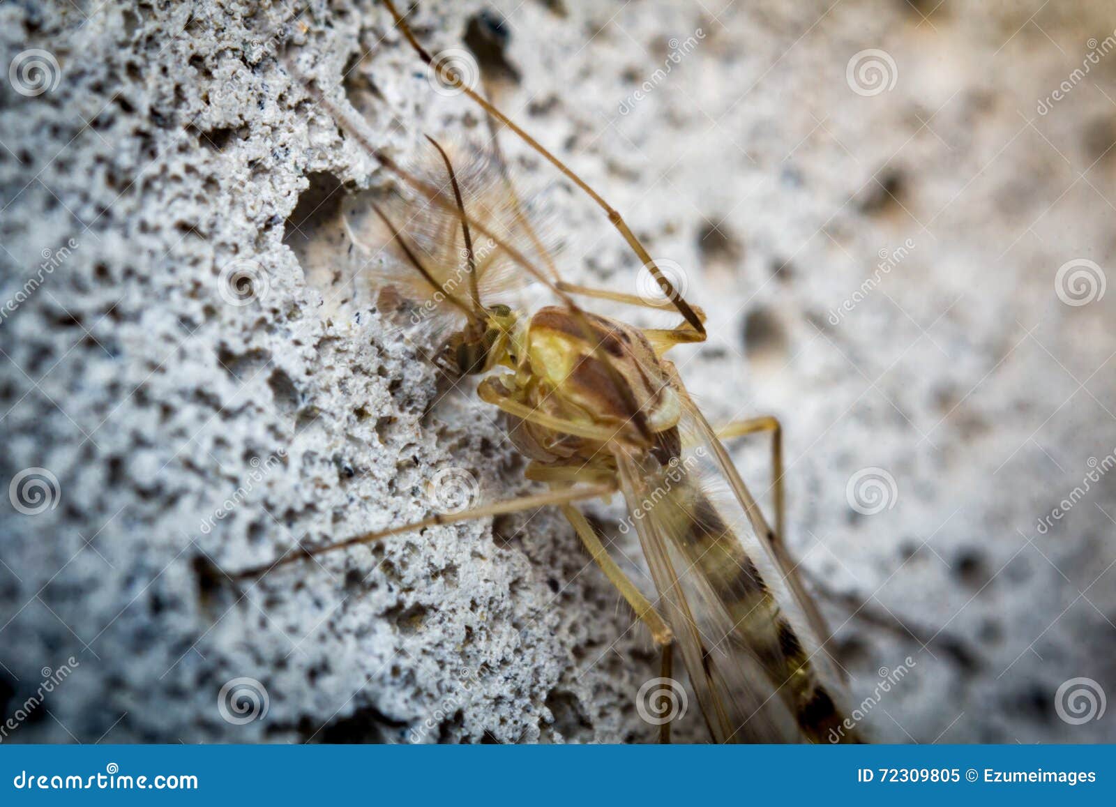 Mosquito De La Mosca De Arena Imagen de archivo - Imagen de cemento ...