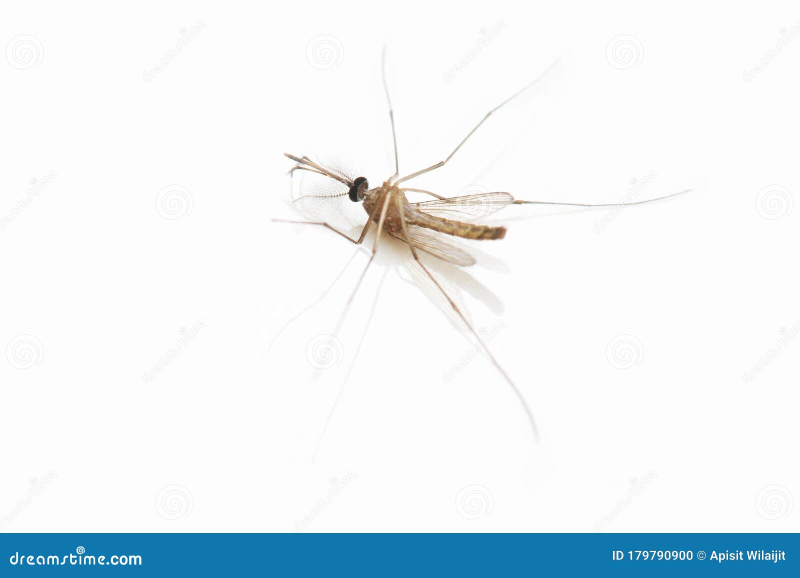 Mosquito Dead On White Background. Royalty-Free Stock Photography ...