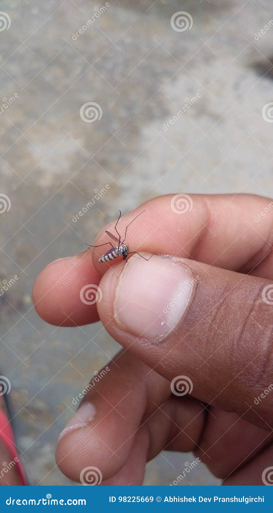 Dengu Stock Photos - Download 5 Royalty Free Photos