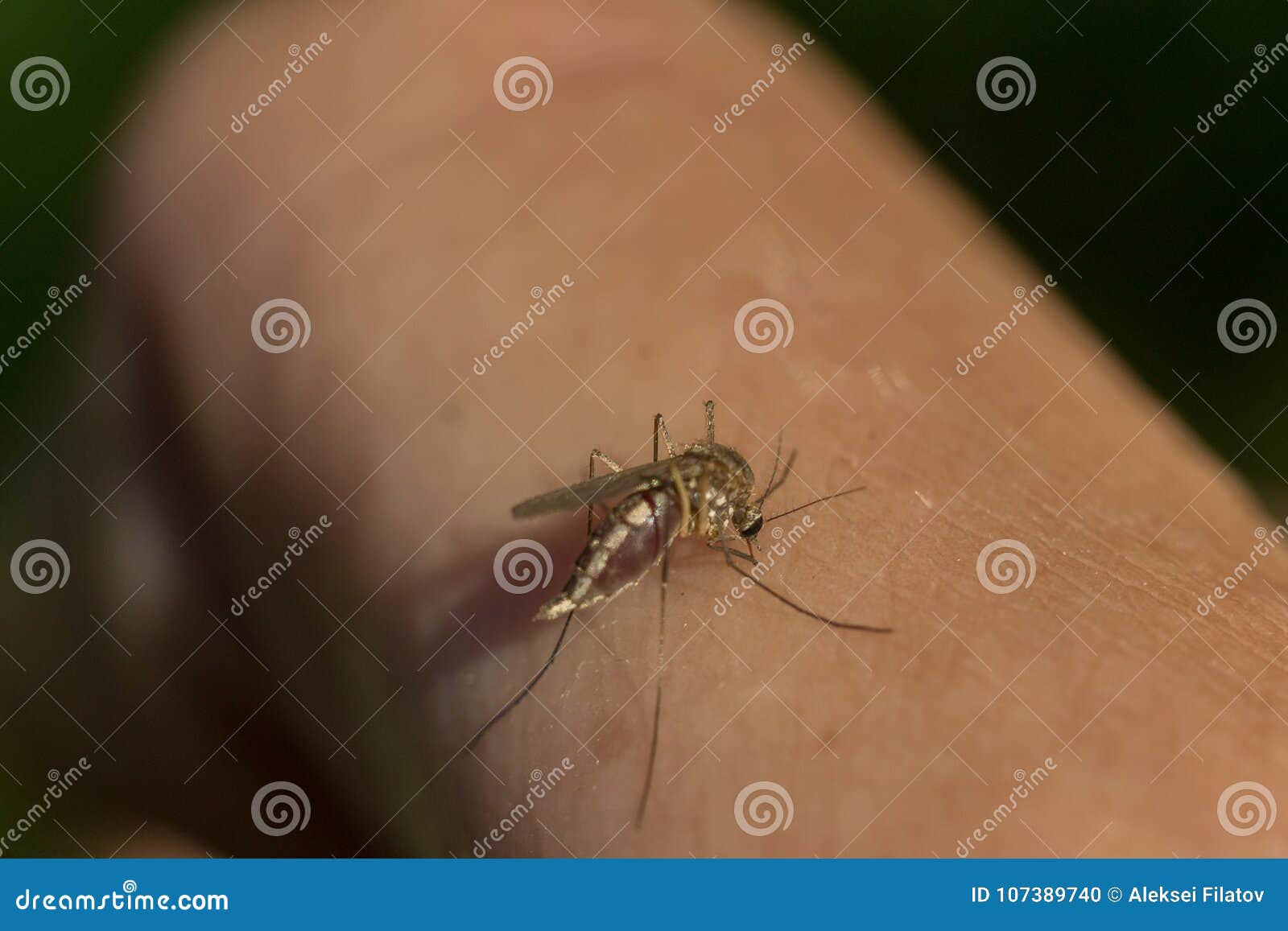 The Mosquito Drinking Blood Stock Photo - Image of medical, medicine ...