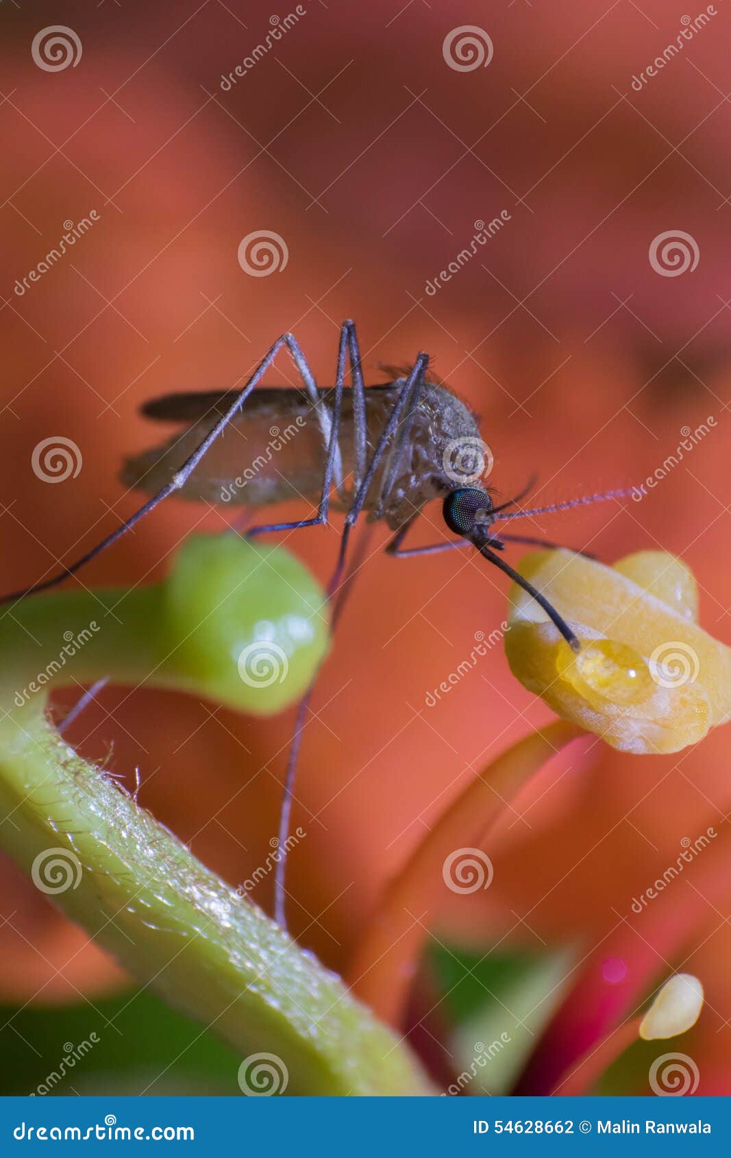 Mosquito drinking nectar stock photo. Image of pollinating - 54628662