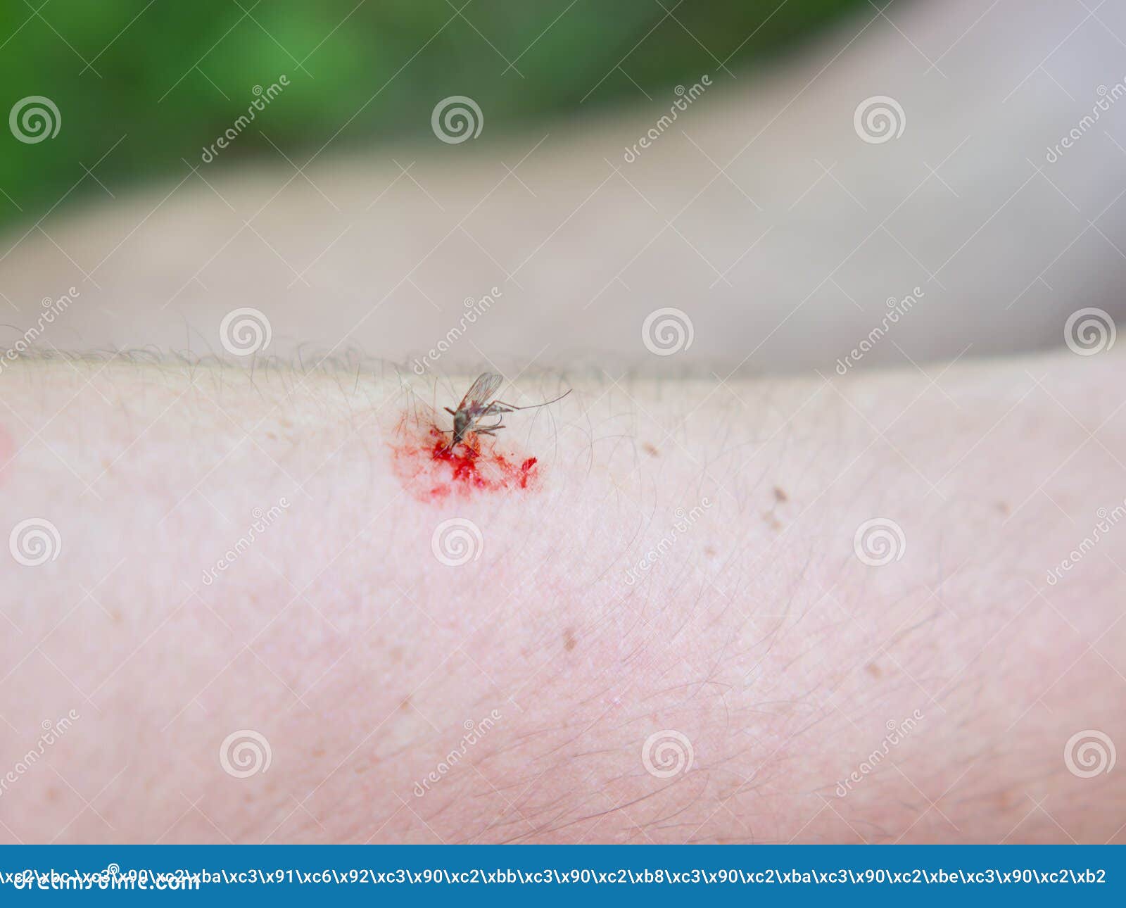 Mosquito drinks blood stock photo. Image of fever, macro - 222805582