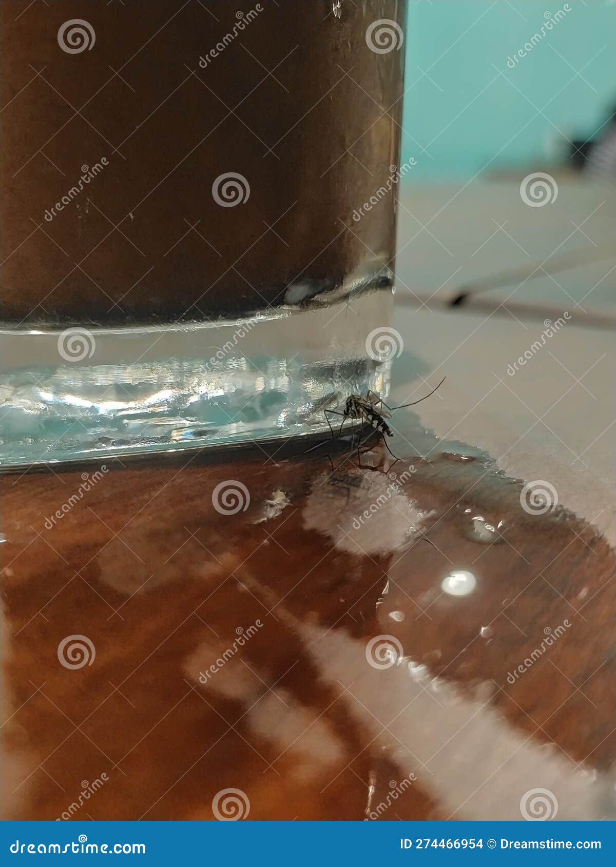 A Mosquito Drinks Spilled Drinking Water Stock Photo - Image of ...