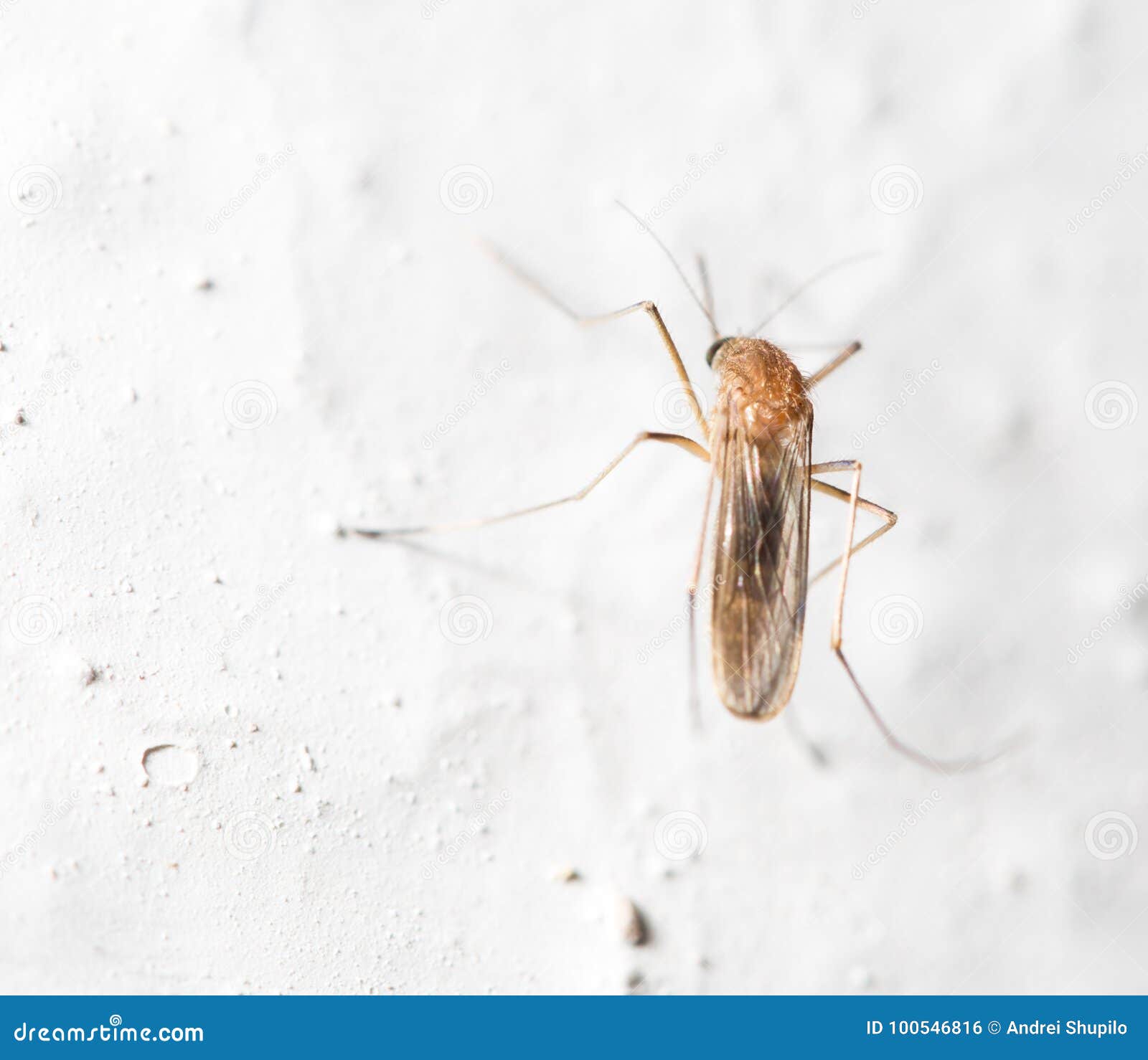 Mosquito En La Pared Blanca Macro Foto de archivo - Imagen de poco ...