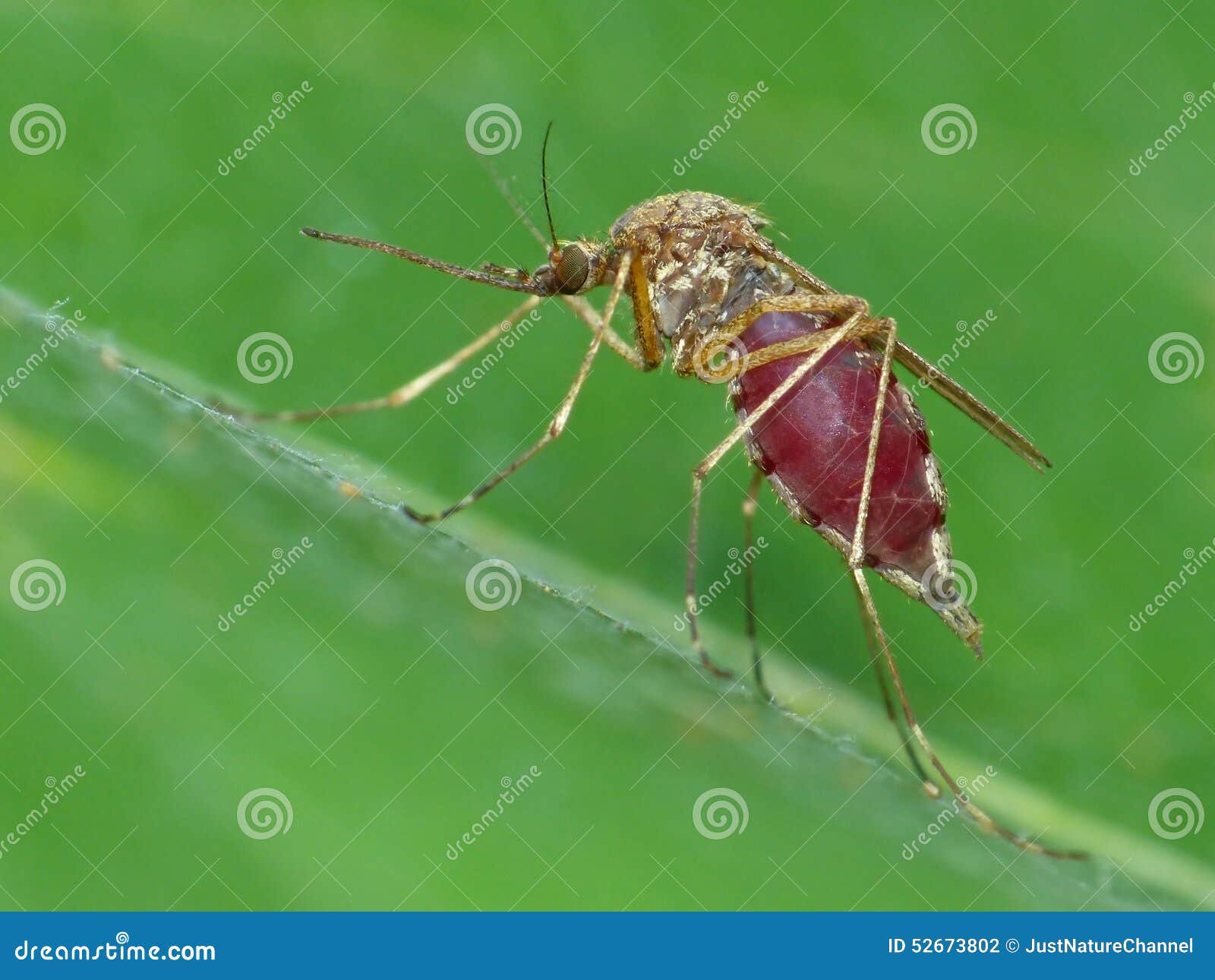 Mosquito Engorged with Blood Stock Photo - Image of closeup, mosquito ...