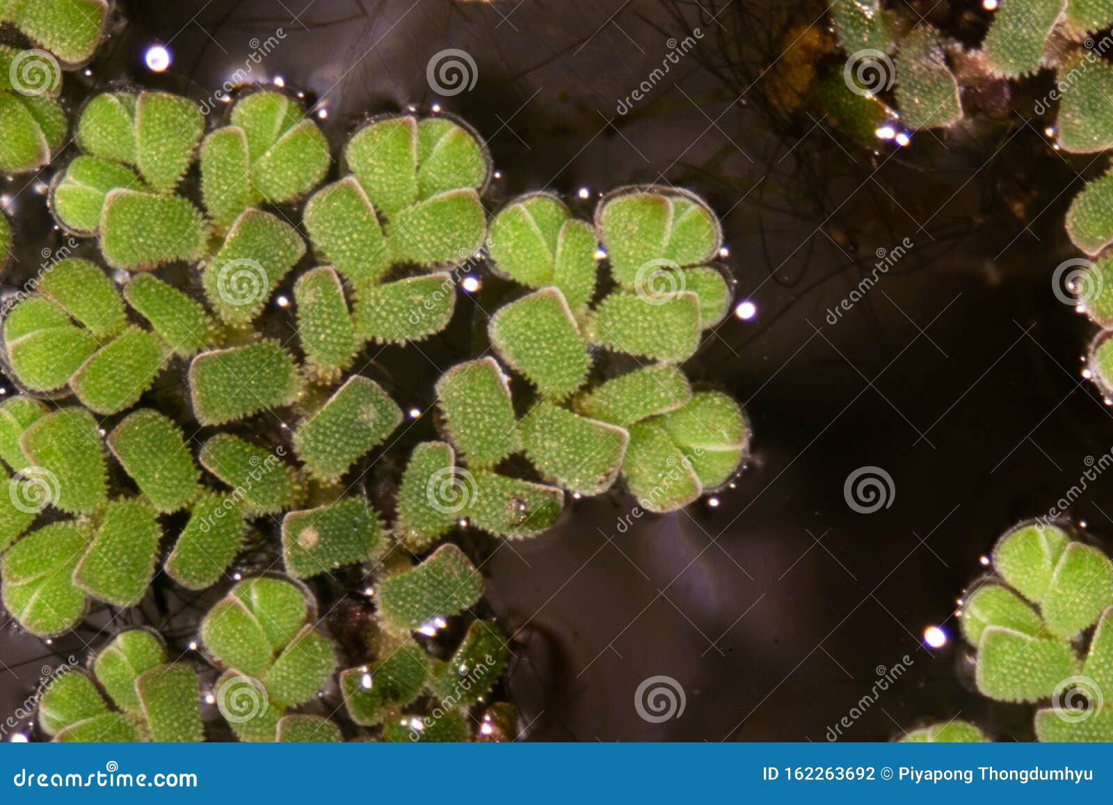 Mosquito Ferngenus Azolla is Species of Aquatic Ferns Under the ...
