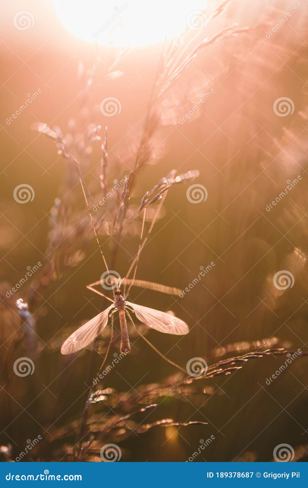 A Mosquito on the Field Close Up Stock Image - Image of focus, fresh ...