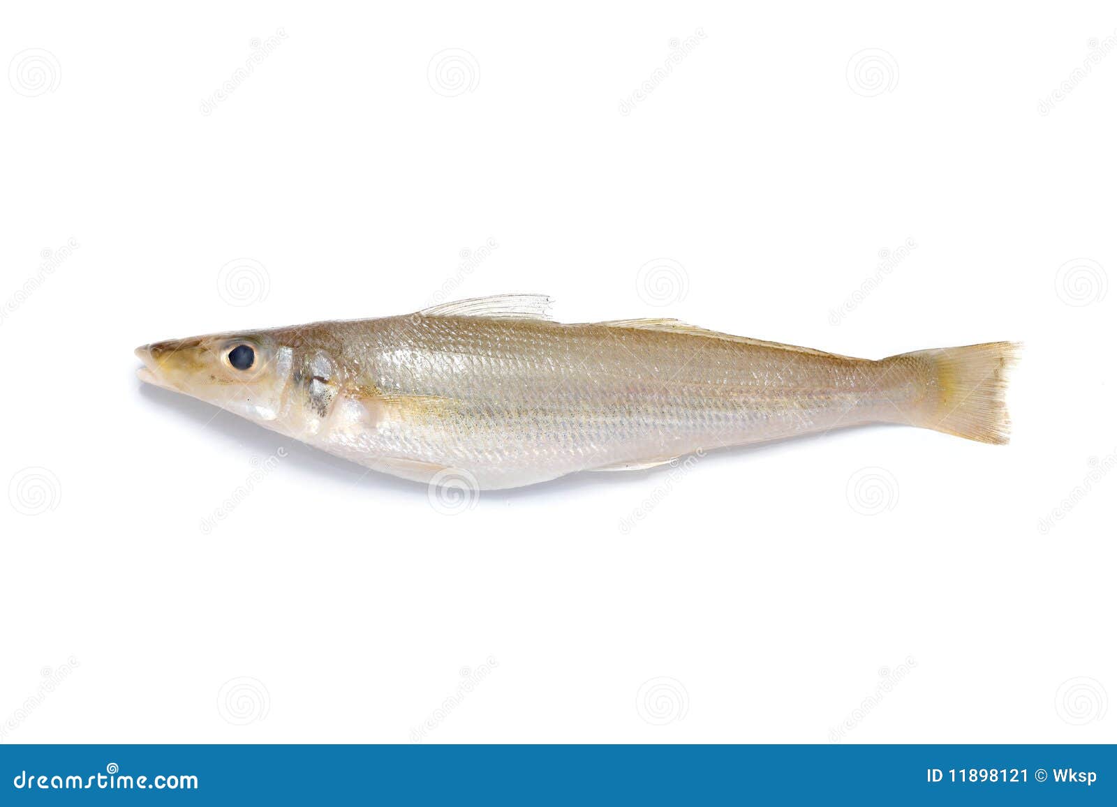 Mosquito Fish stock image. Image of recipe, market, fins - 11898121