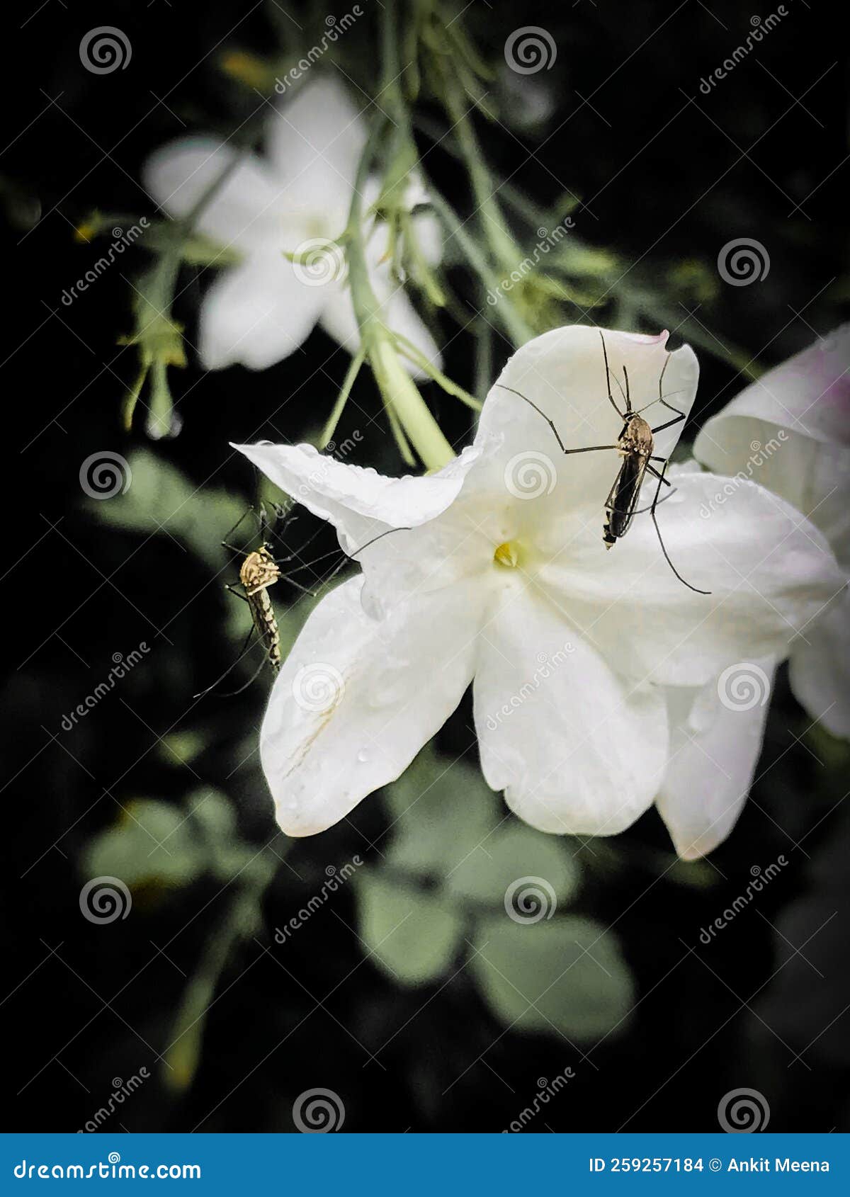 Mosquito on flower stock photo. Image of mosq, beat - 259257184