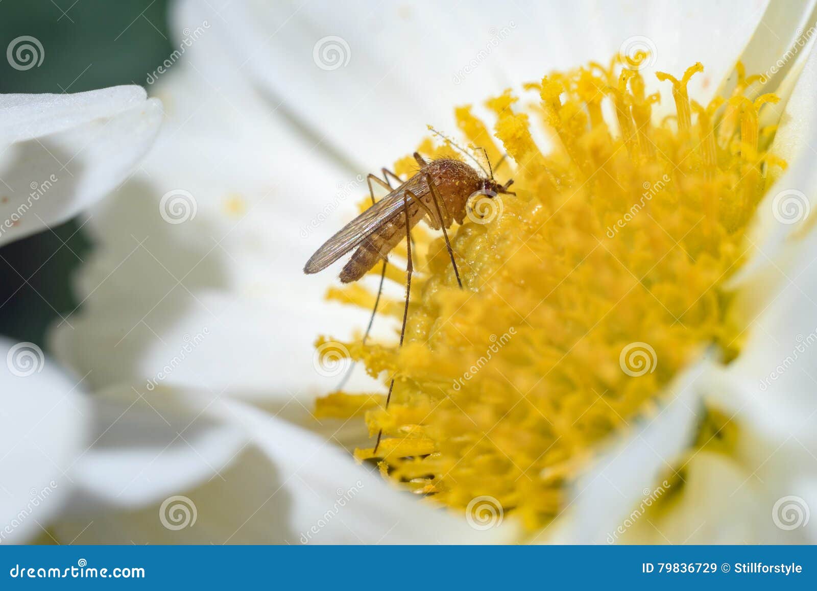 Mosquito on flower stock image. Image of feeding, floral - 79836729