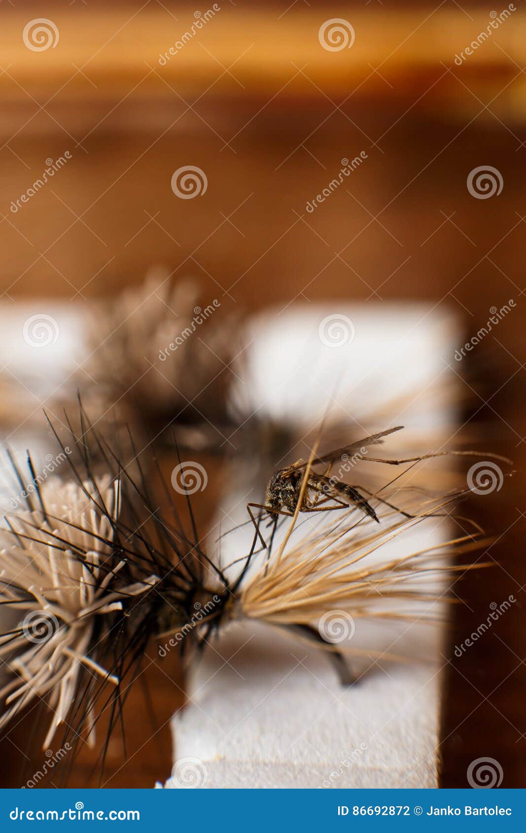 Mosquito on the fly stock photo. Image of destination - 86692872
