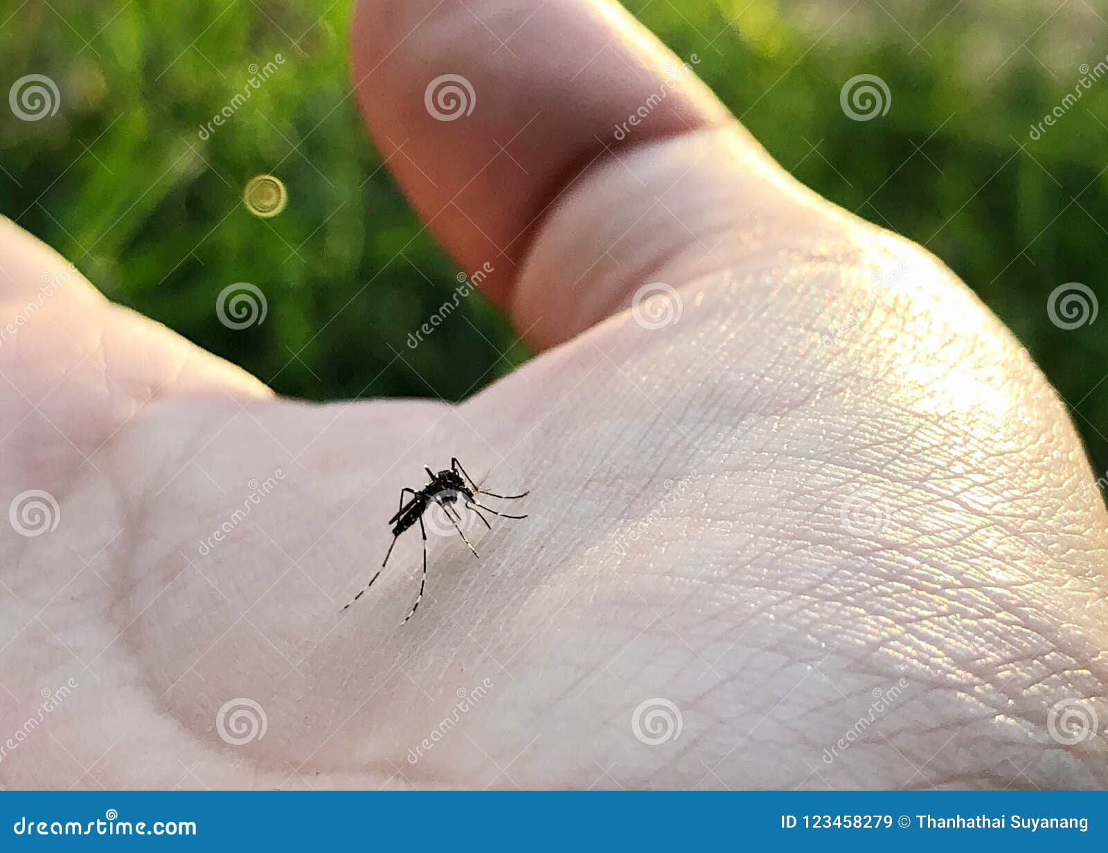 Mosquito and hand stock image. Image of hand, forest - 123458279