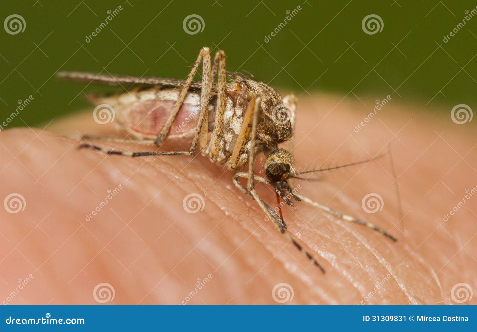 Mosquito full of blood stock image. Image of illness - 31309831