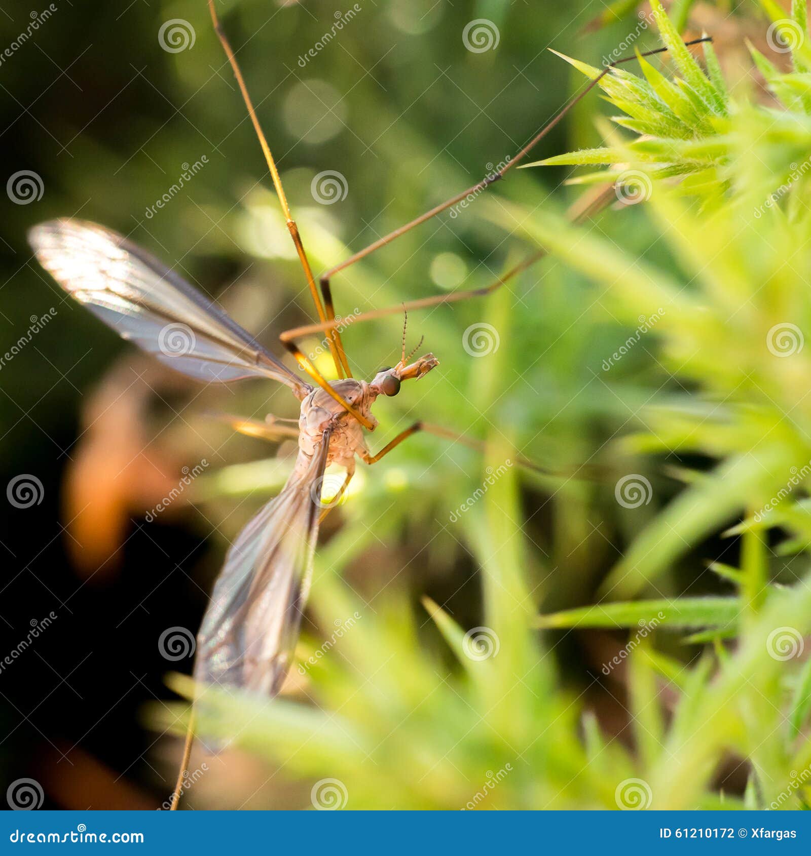Mosquito gigante comum foto de stock. Imagem de perigo - 61210172