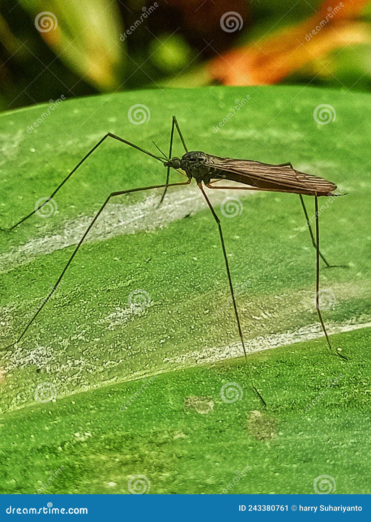 Mosquito gigante gm imagem de stock. Imagem de gigante - 243380761