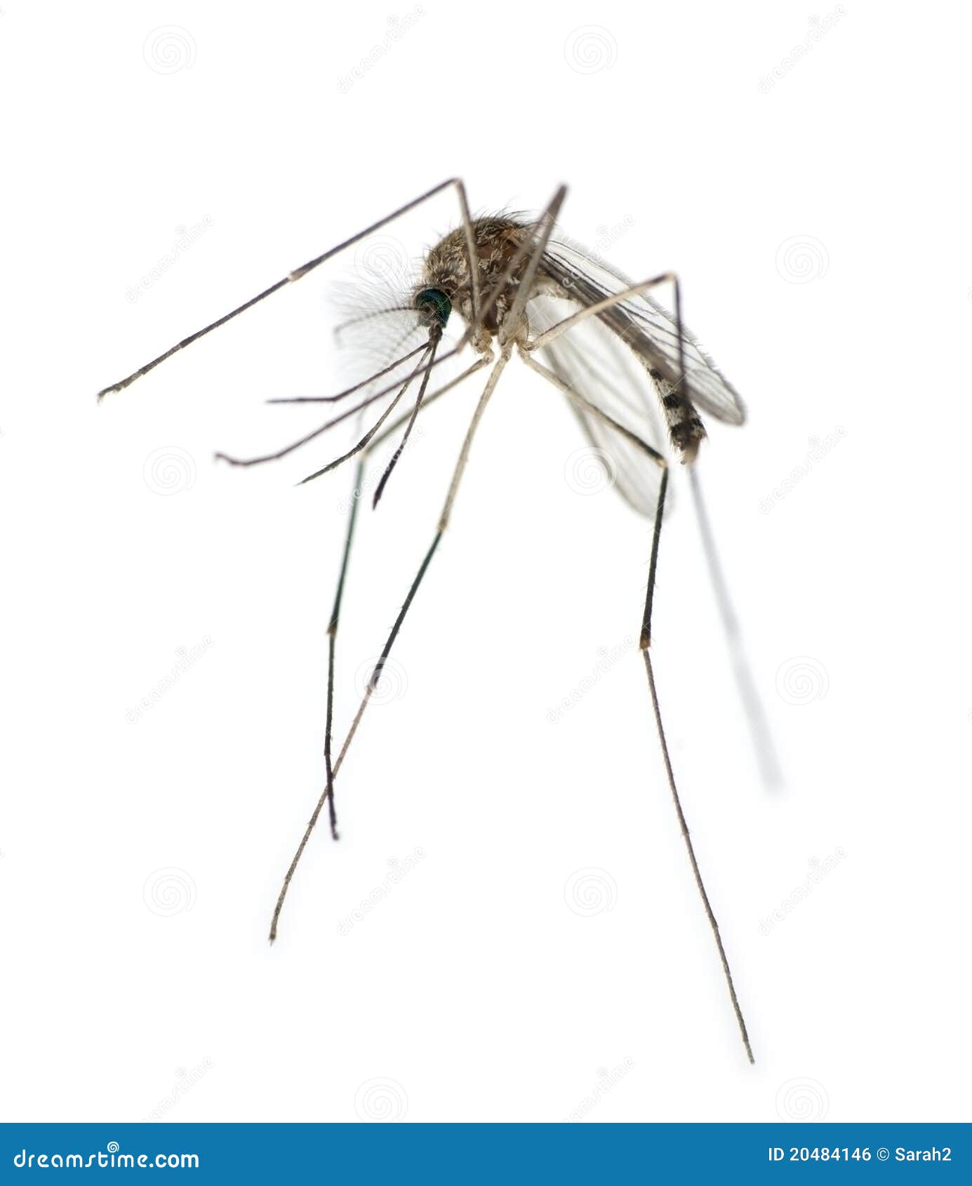 Mosquito with Green Eyes - Macro,isolated on White Stock Photo - Image ...