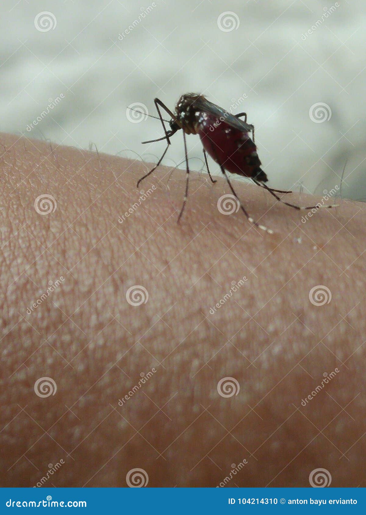 Mosquito stock photo. Image of morning, mosquito, insect - 104214310