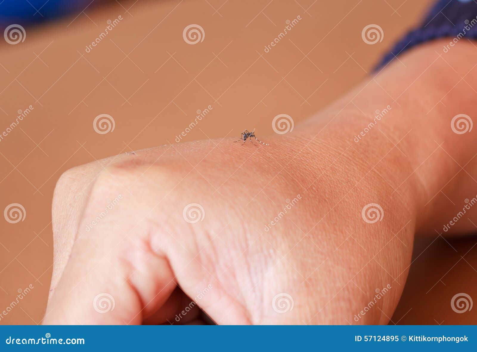 The mosquito. stock image. Image of human, nature, sickness - 57124895