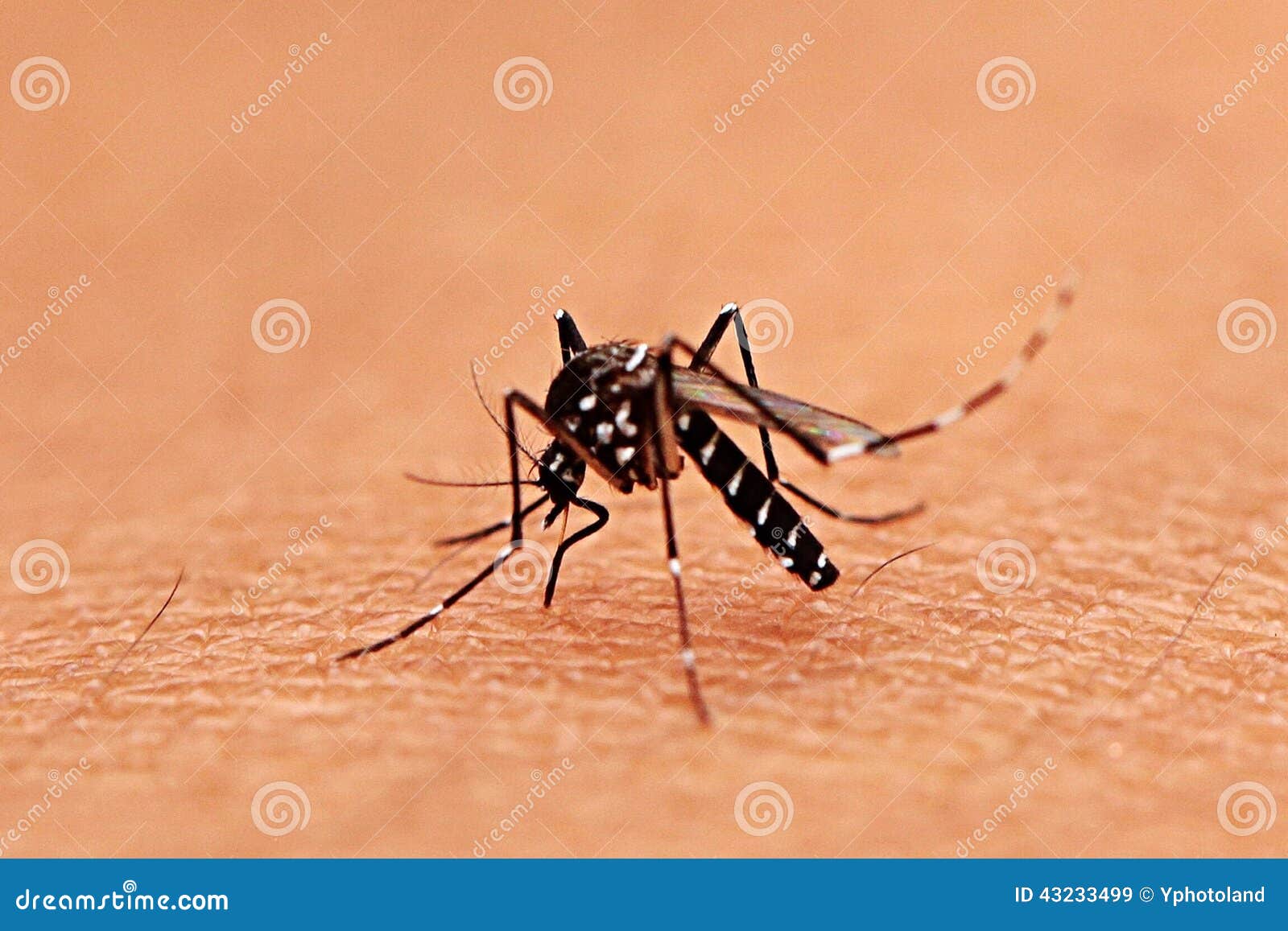 Mosquito stock image. Image of mosquito, hand, life, dengue - 43233499