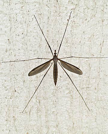 Mosquito hawk stock image. Image of macro, legs, hawk - 14627007