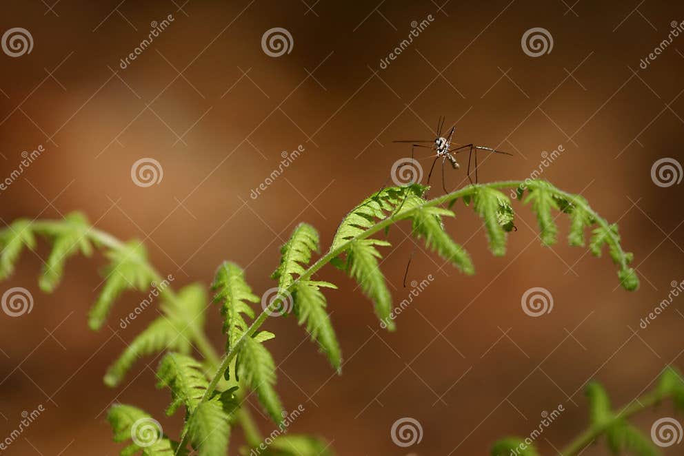 Mosquito hawk on fern stock image. Image of conservancy - 1279163