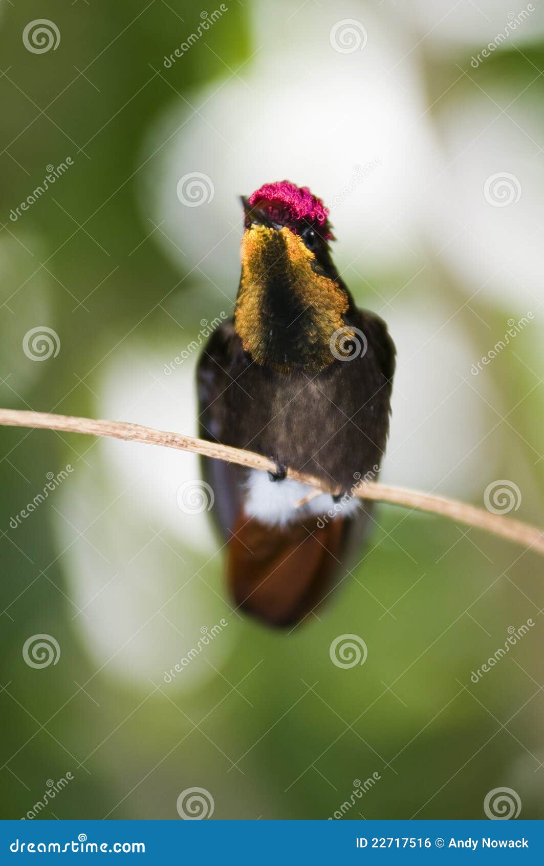 Mosquito hummingbird stock photo. Image of light, bird - 22717516
