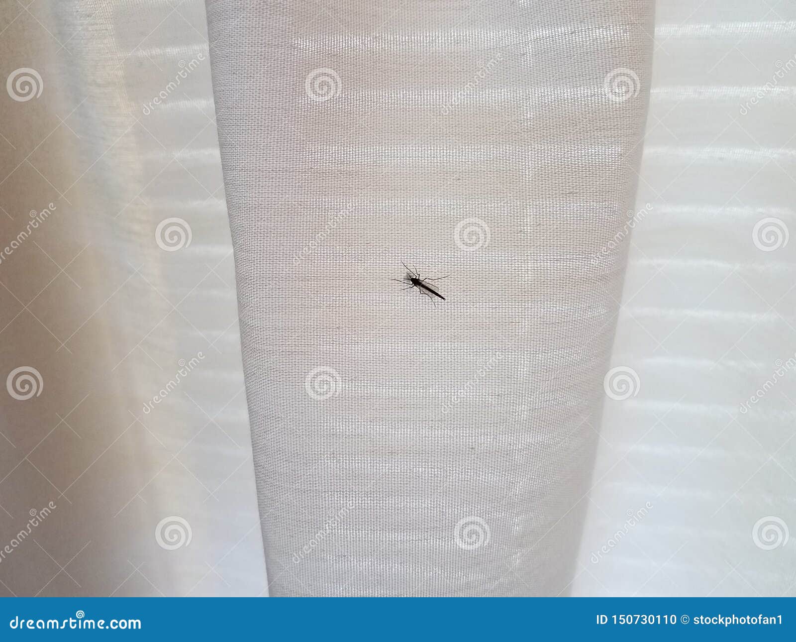 Mosquito Insect on White Cloth Fabric or Curtain Stock Photo - Image of ...