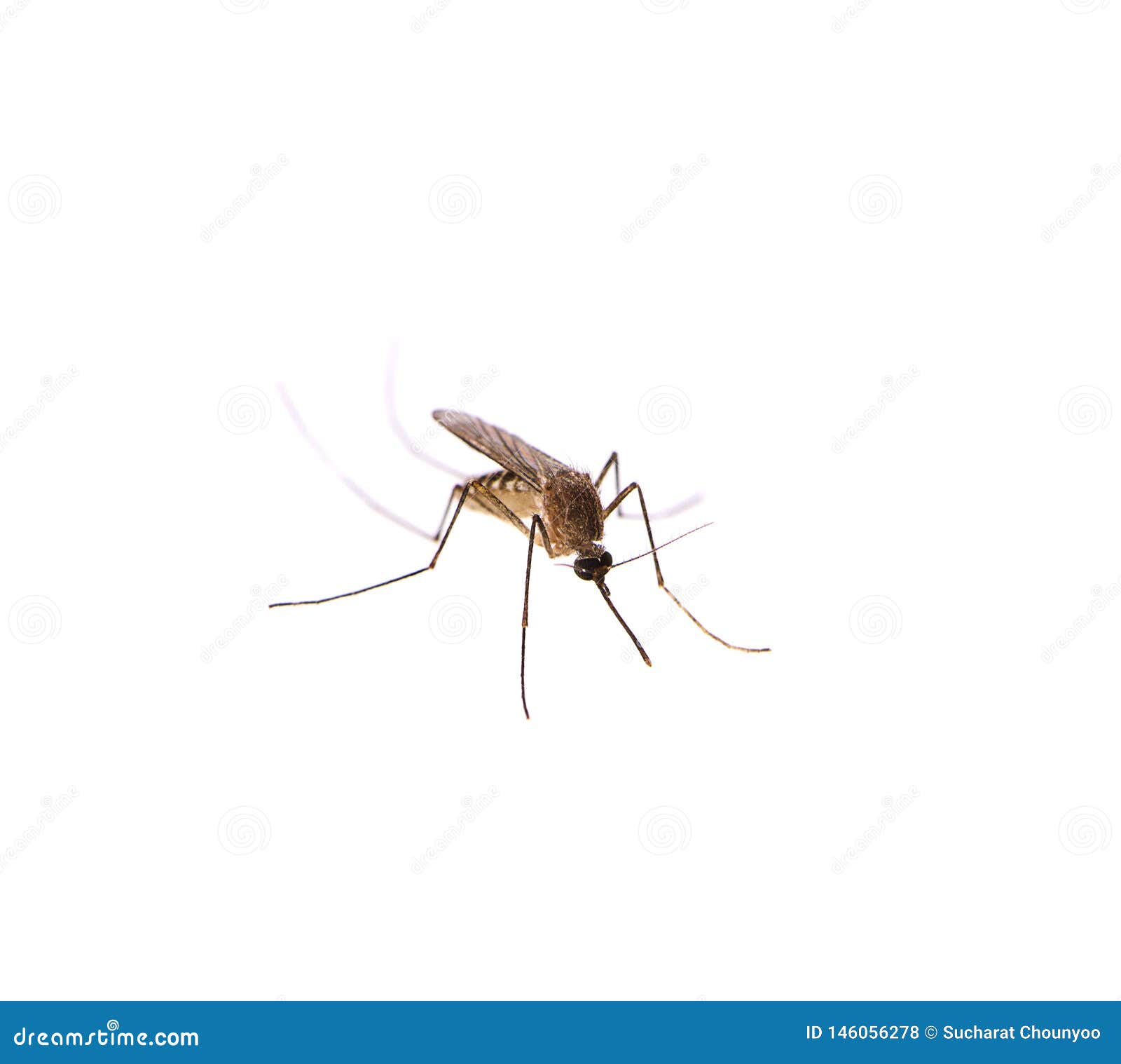 Mosquito Isolated on White Background Stock Photo - Image of illness ...