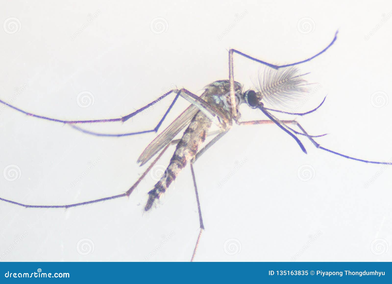 Anopheles Sp. Mosquito Larva in the Water for Education Stock Image ...