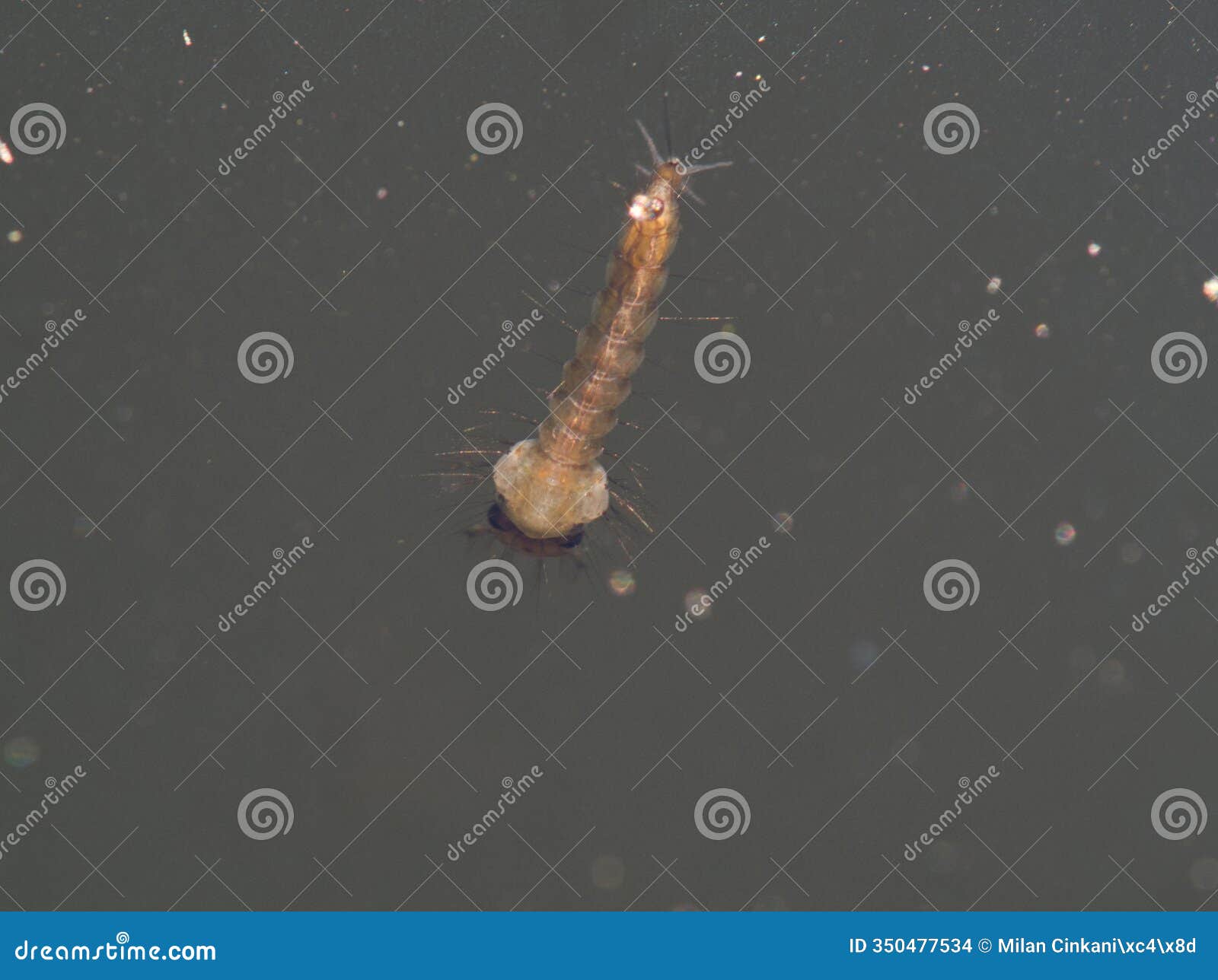 Mosquito larva stock photo. Image of arthropod, mosquito - 350477534
