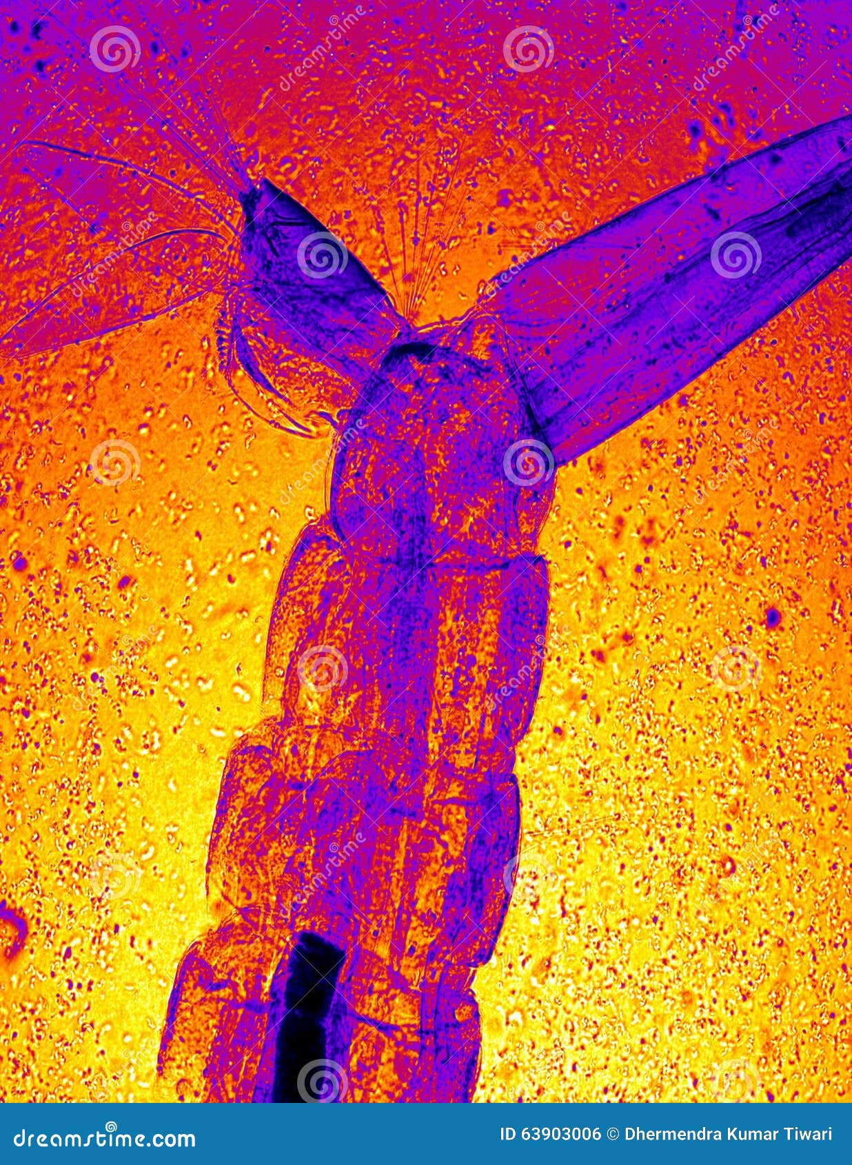 Mosquito Larva Under Microscopy Stock Photo - Image of biology ...