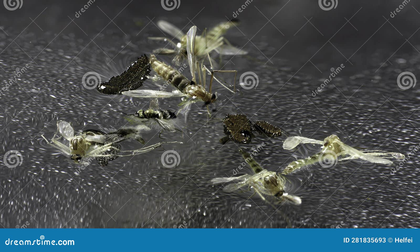 Mosquito Larva in the Water, Called Midges Stock Image - Image of ...