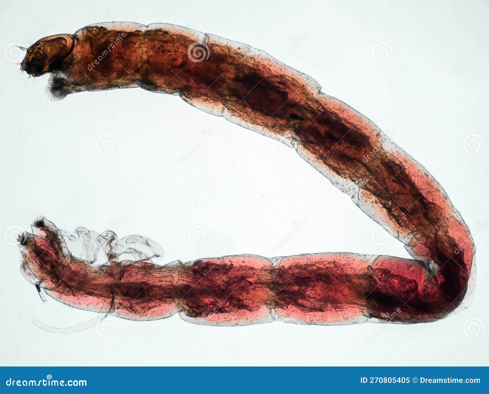 Mosquito Larvae (chironomus Sp.) Under the Microscope Stock Image ...