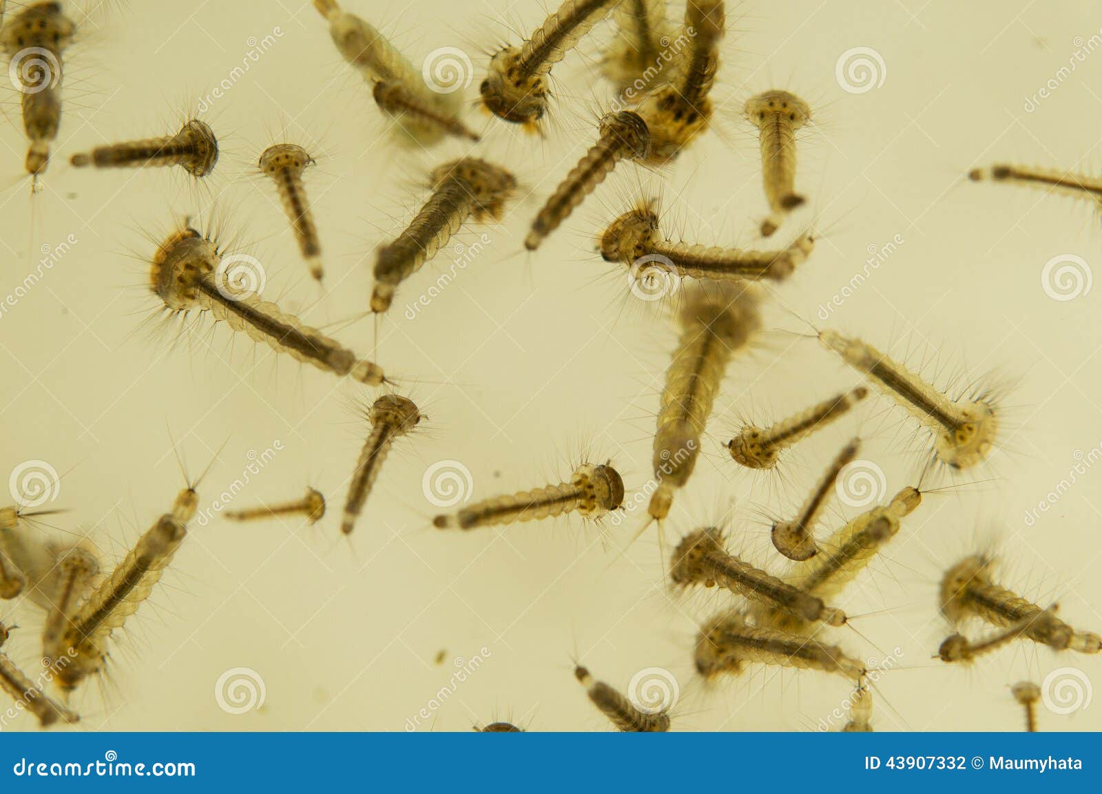 Mosquito larvae stock photo. Image of macro, freshwater - 43907332