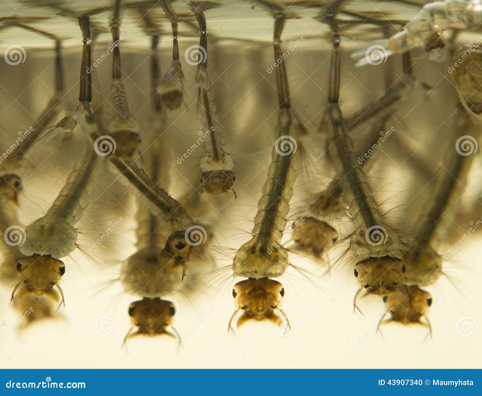 Mosquito larvae stock photo. Image of baby, biology, hunting - 43907340