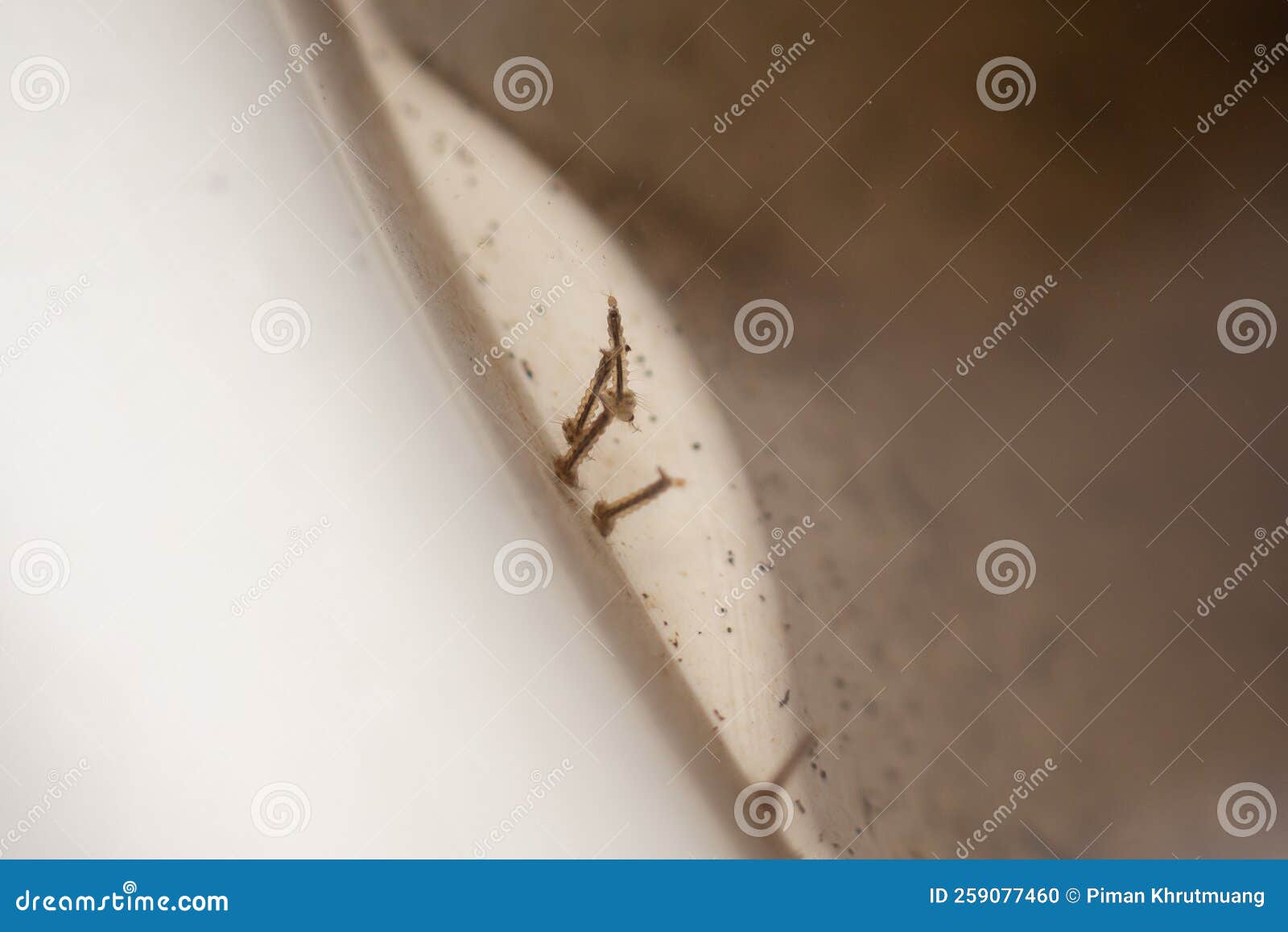 Mosquito Larvae in Stagnant Water Close Up Stock Photo - Image of fever ...
