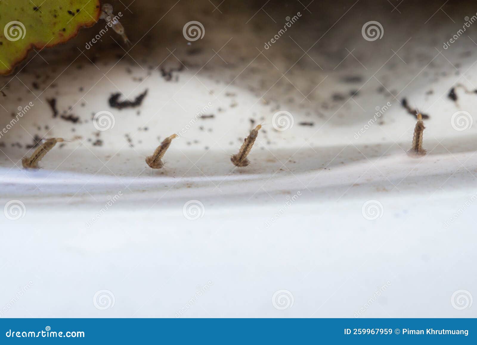 Mosquito Larvae in Stagnant Water Close Up Stock Image - Image of ...