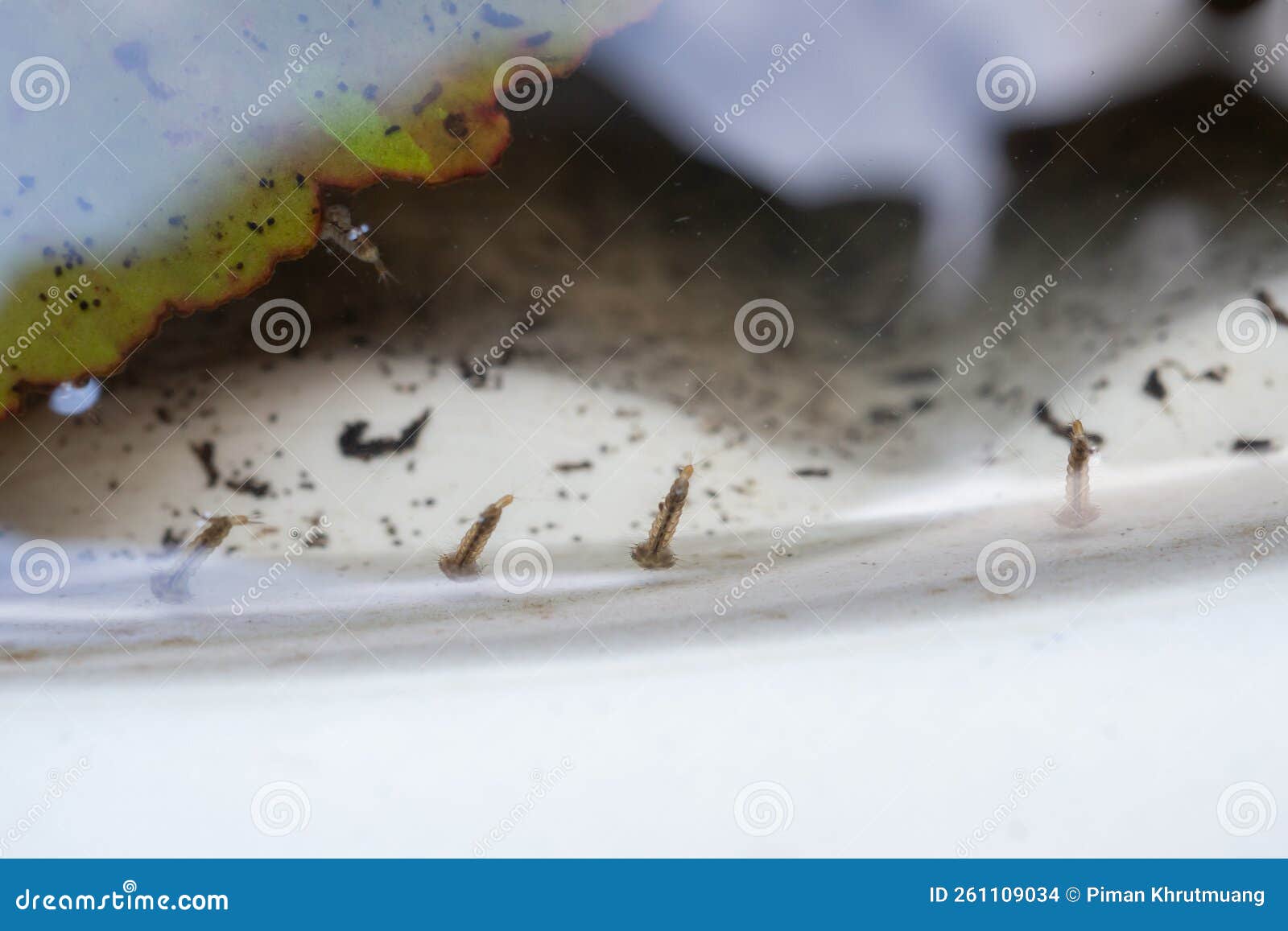 Mosquito Larvae in Stagnant Water Close Up Stock Photo - Image of ...