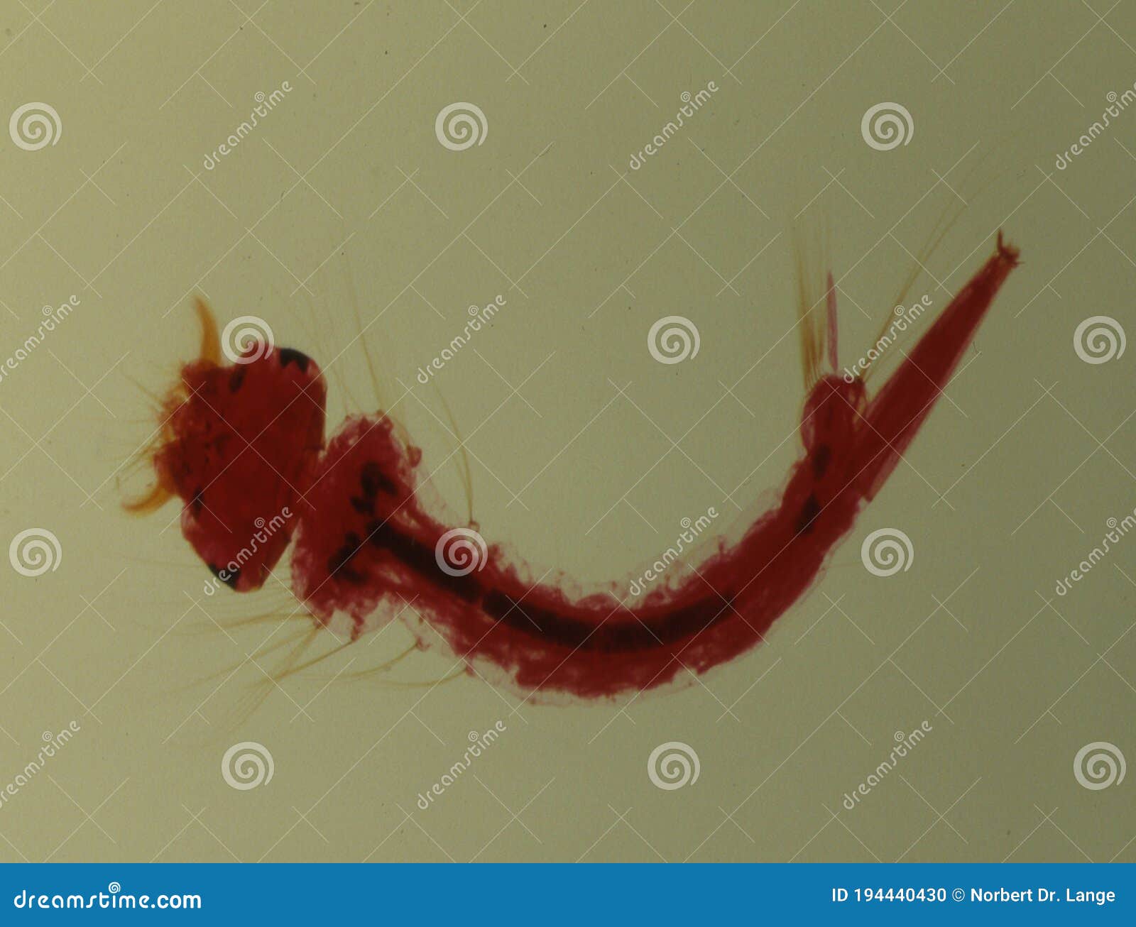 Mosquito Larvae Under the Microscope Stock Photo - Image of seethrough ...