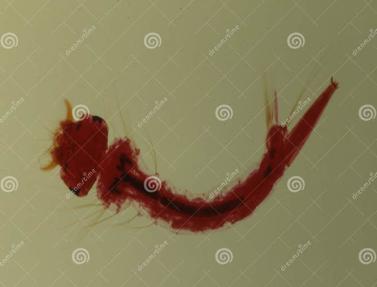 Mosquito Larvae Under the Microscope Stock Photo - Image of seethrough ...